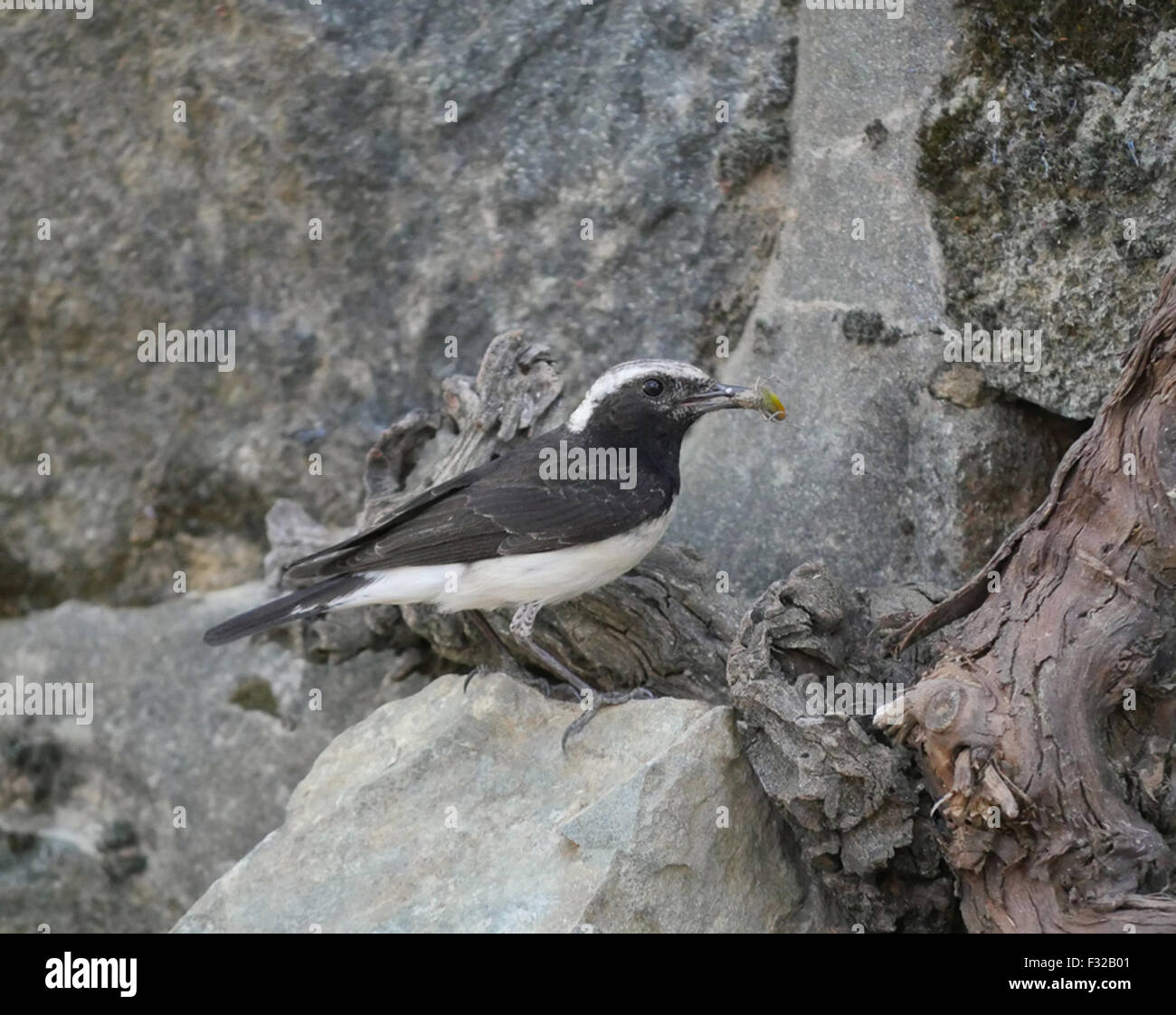 Cyprus Wheatear (Oenanthe cypriaca) adult female, with insect in beak ...