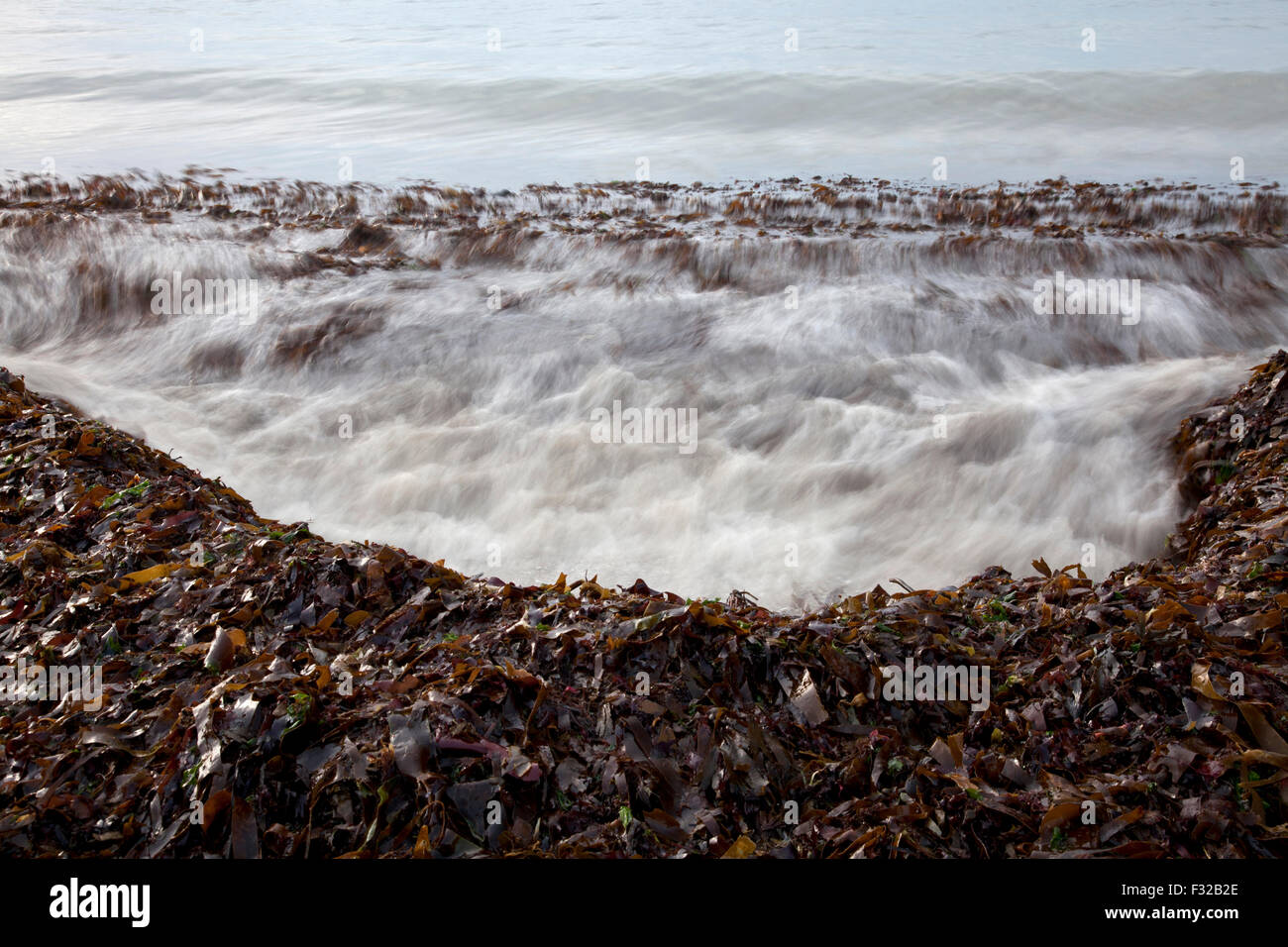 Washed up seaweed Stock Photo - Alamy