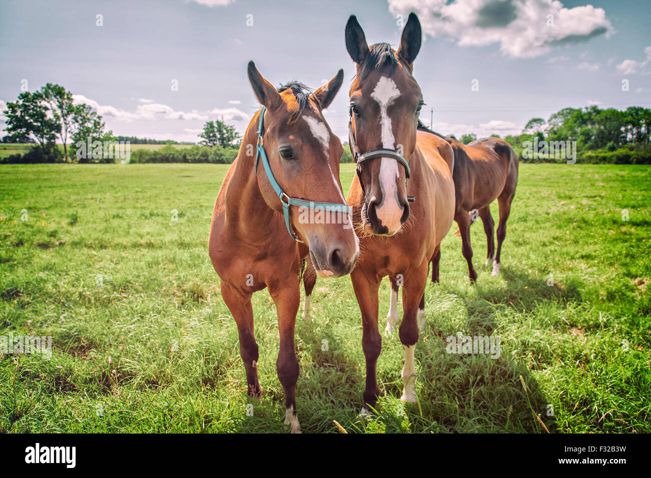 Beautiful image horses young hi-res stock photography and images - Alamy
