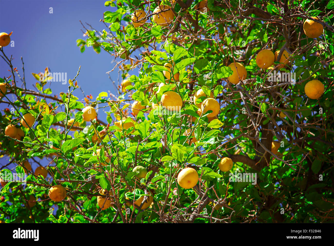 Image of a lemon tree with plenty of ripe fruit Stock Photo - Alamy