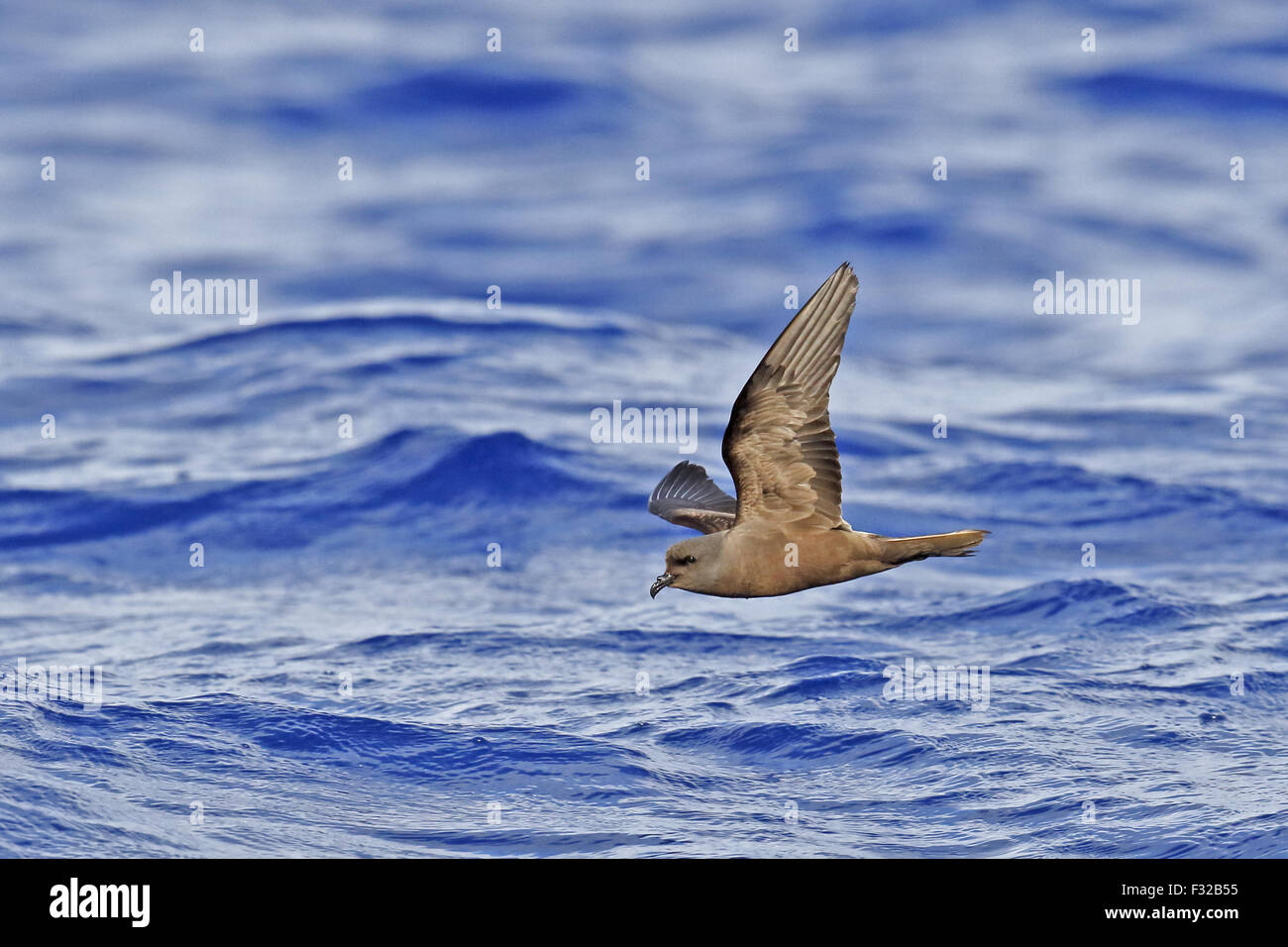 Tristram's Storm-petrel (Hydrobates tristrami) adult, in flight over ...