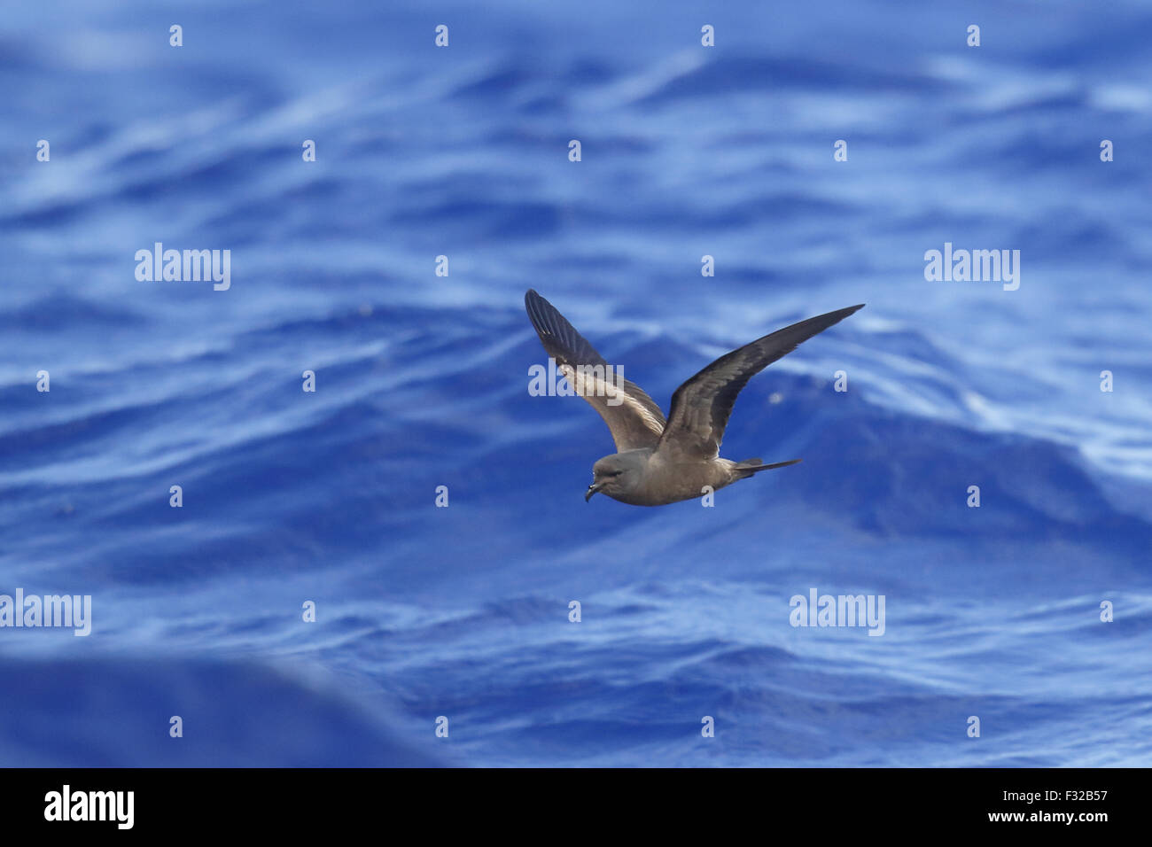 Tristram's Storm-petrel (Hydrobates tristrami) adult, in flight over ...