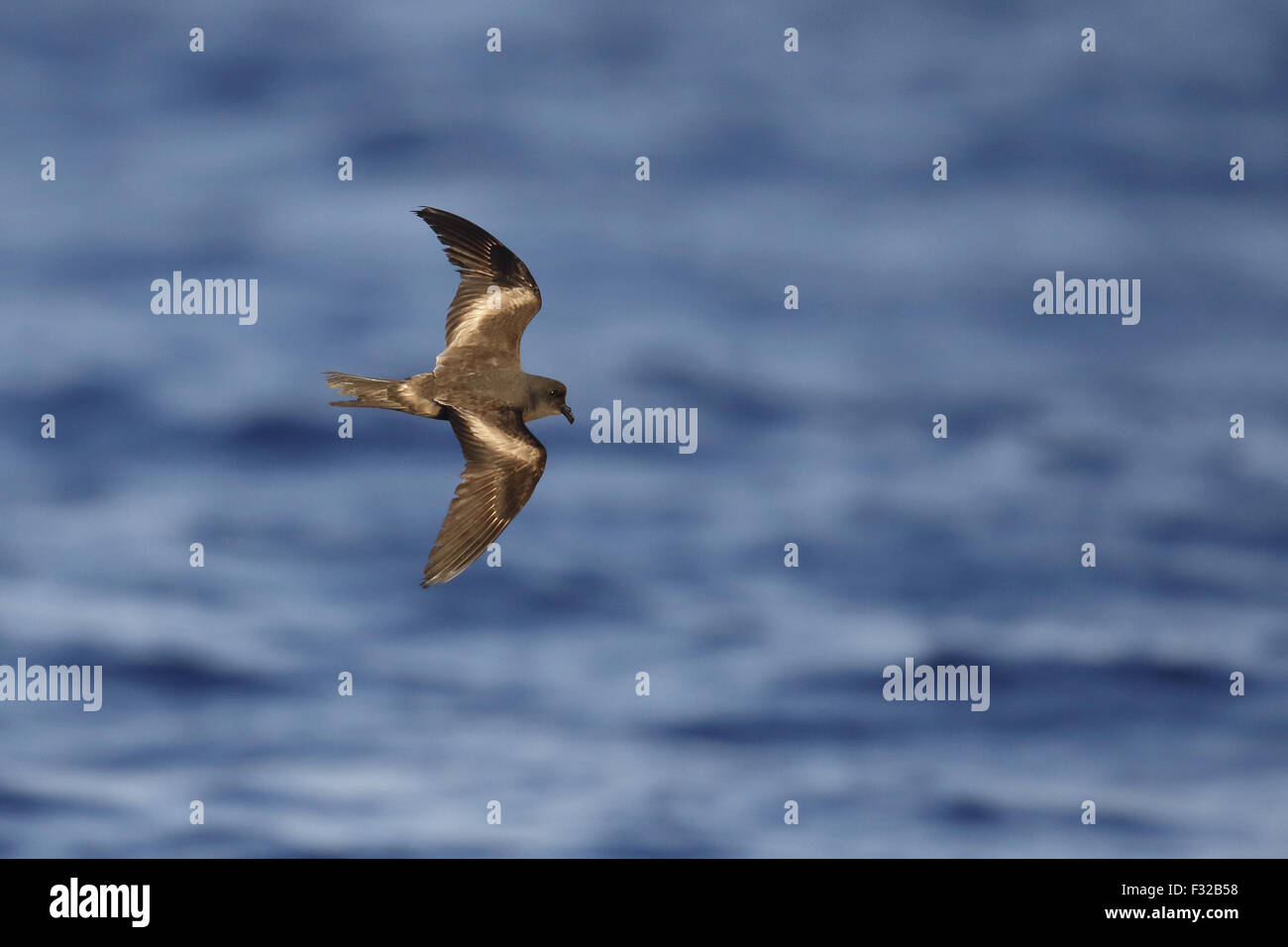 Tristram's storm petrel hi-res stock photography and images - Alamy