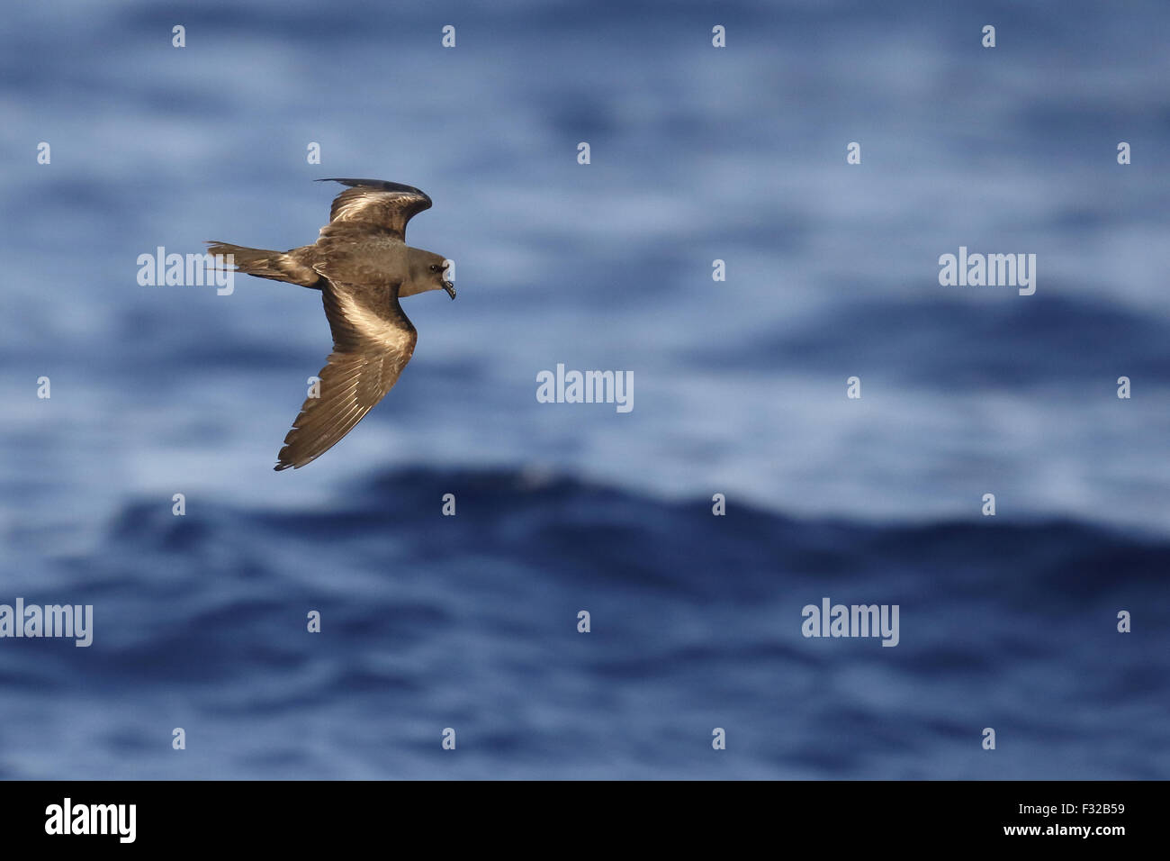 Tristram's Storm-petrel (Hydrobates tristrami) adult, in flight over ...