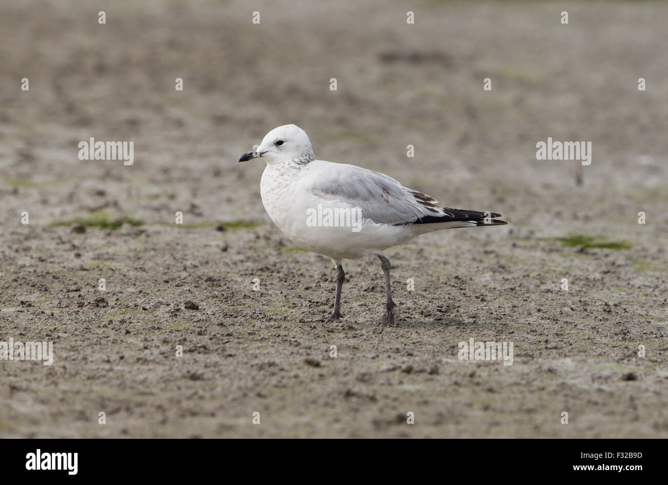 Relict Gull (Ichthyaetus relictus) immature, first winter plumage ...