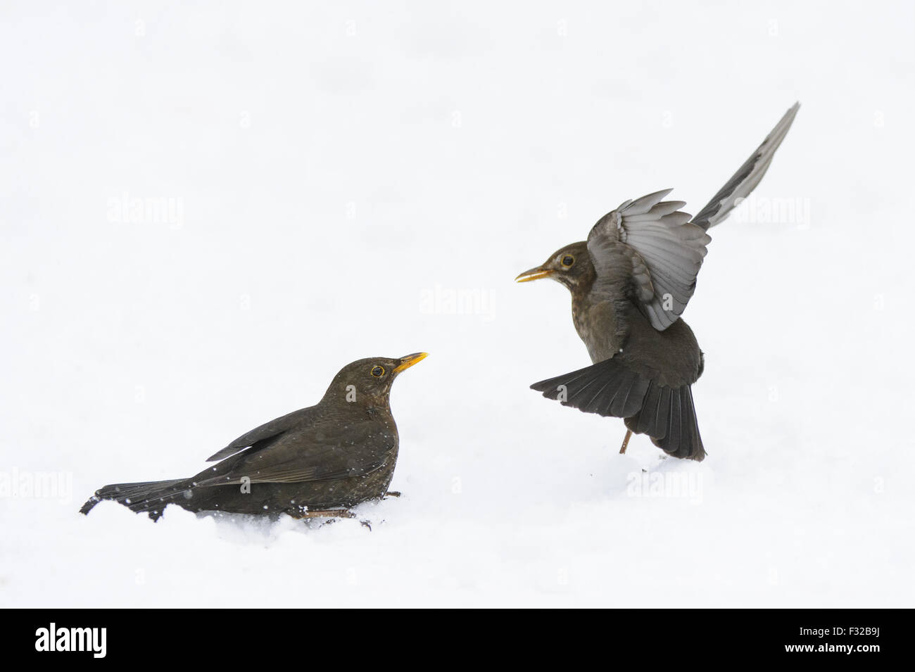 Two blackbirds fighting hi-res stock photography and images - Alamy