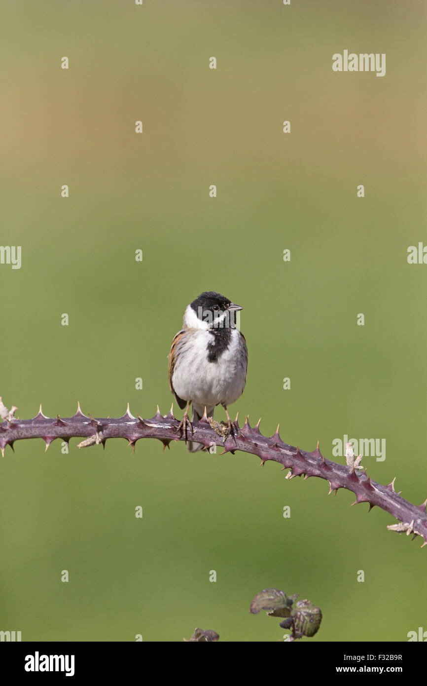 Common Reed Bunting (Emberiza schoeniclus) adult male, breeding plumage ...