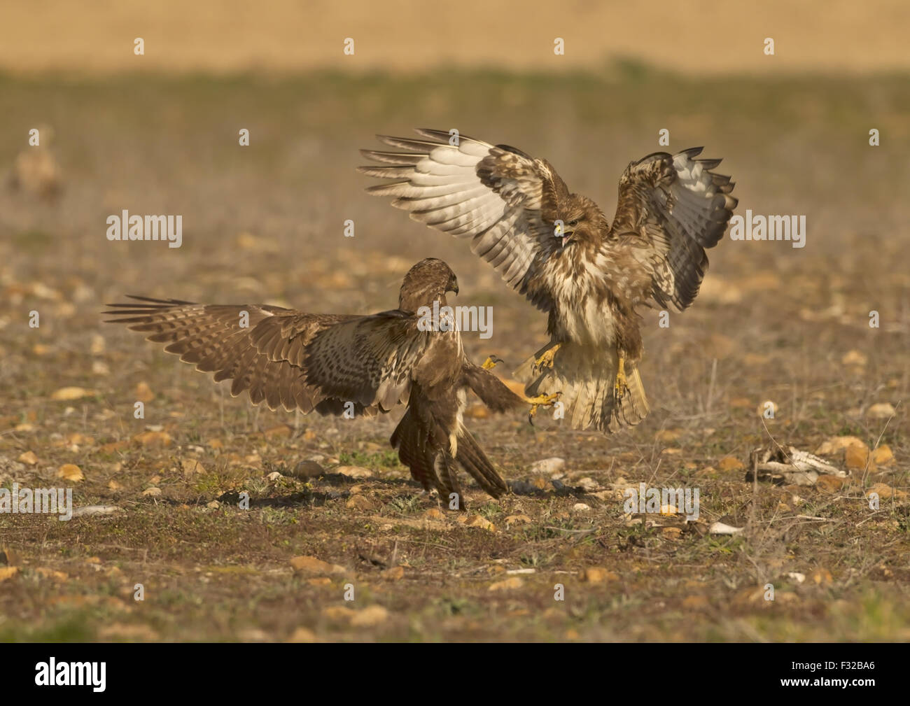 Common Buzzard (Buteo buteo) two juveniles, fighting over food ...