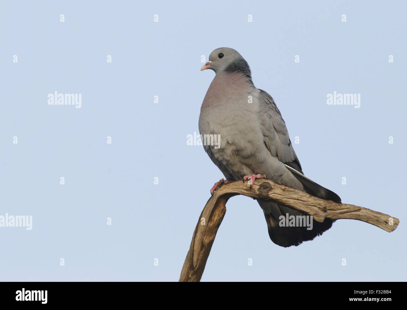 Dead dove hi-res stock photography and images - Alamy
