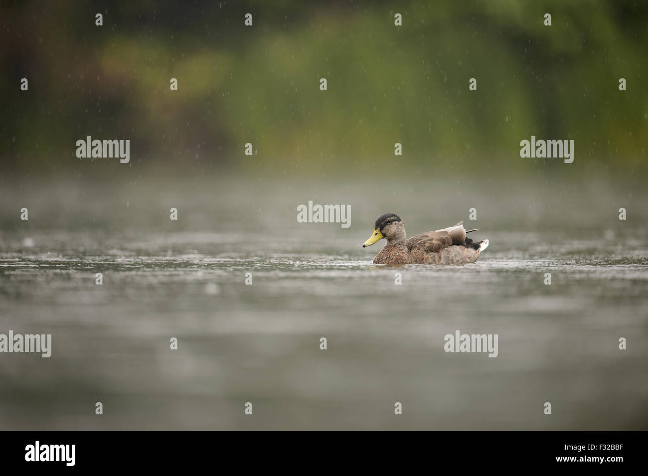 Mallard Duck (Anas platyrhynchos) adult male, eclipse plumage, swimming ...