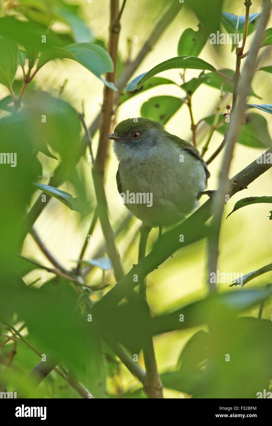 Pin-tailed Manakin (Ilicura militaris) adult female, perched on twig ...