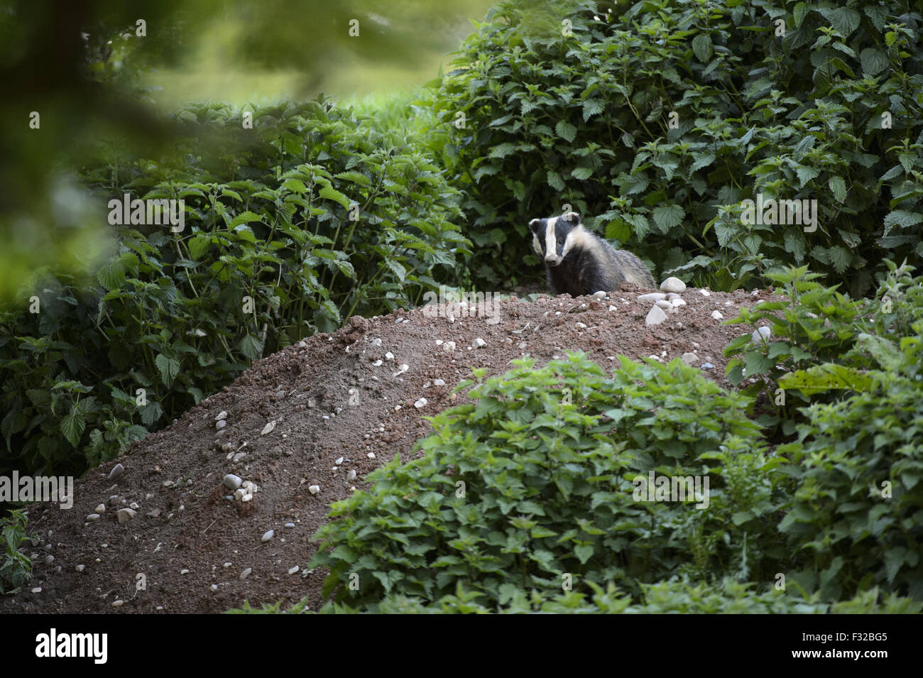 Badger sett entrance hole hi-res stock photography and images - Alamy