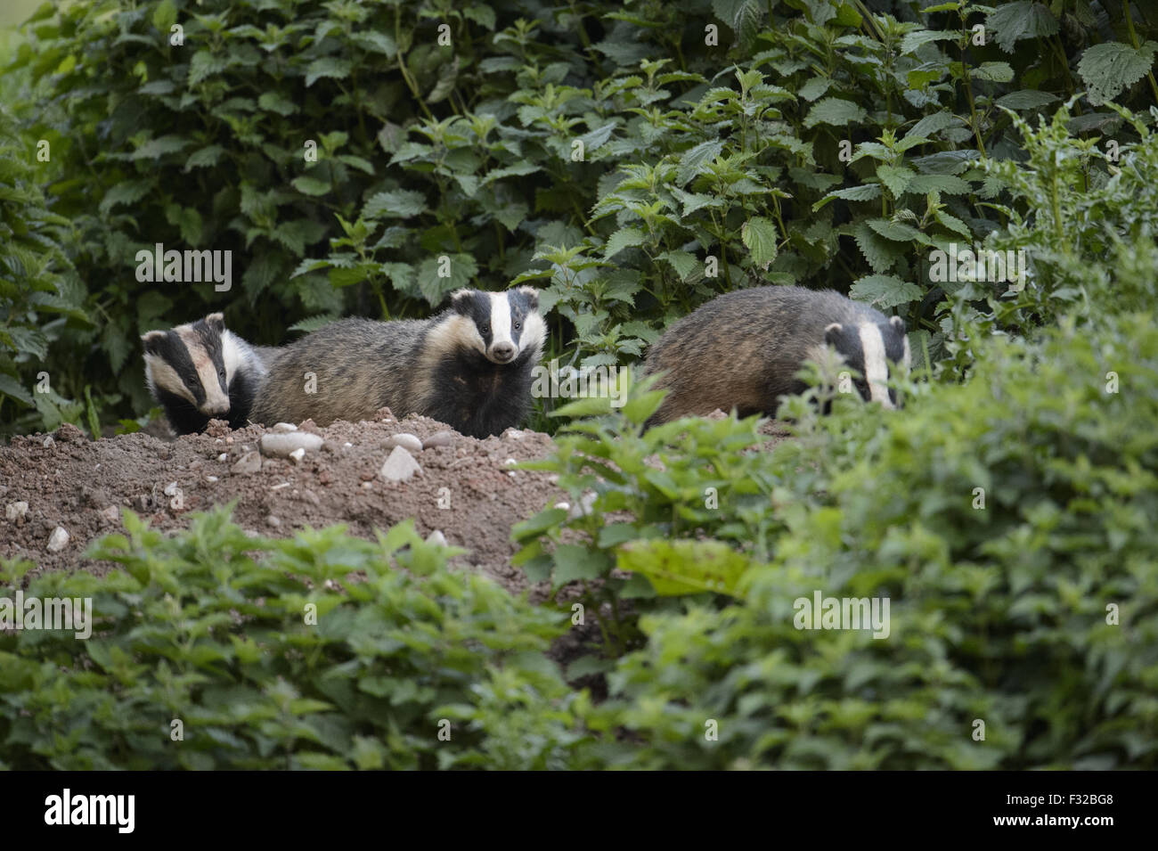 Badger sett entrance hole hi-res stock photography and images - Alamy