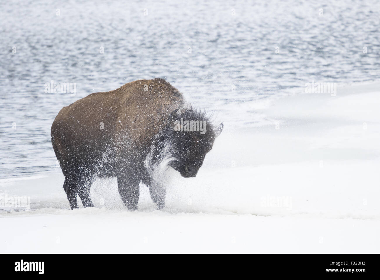 North American Bison (Bison bison) adult, shaking after emerging from ...