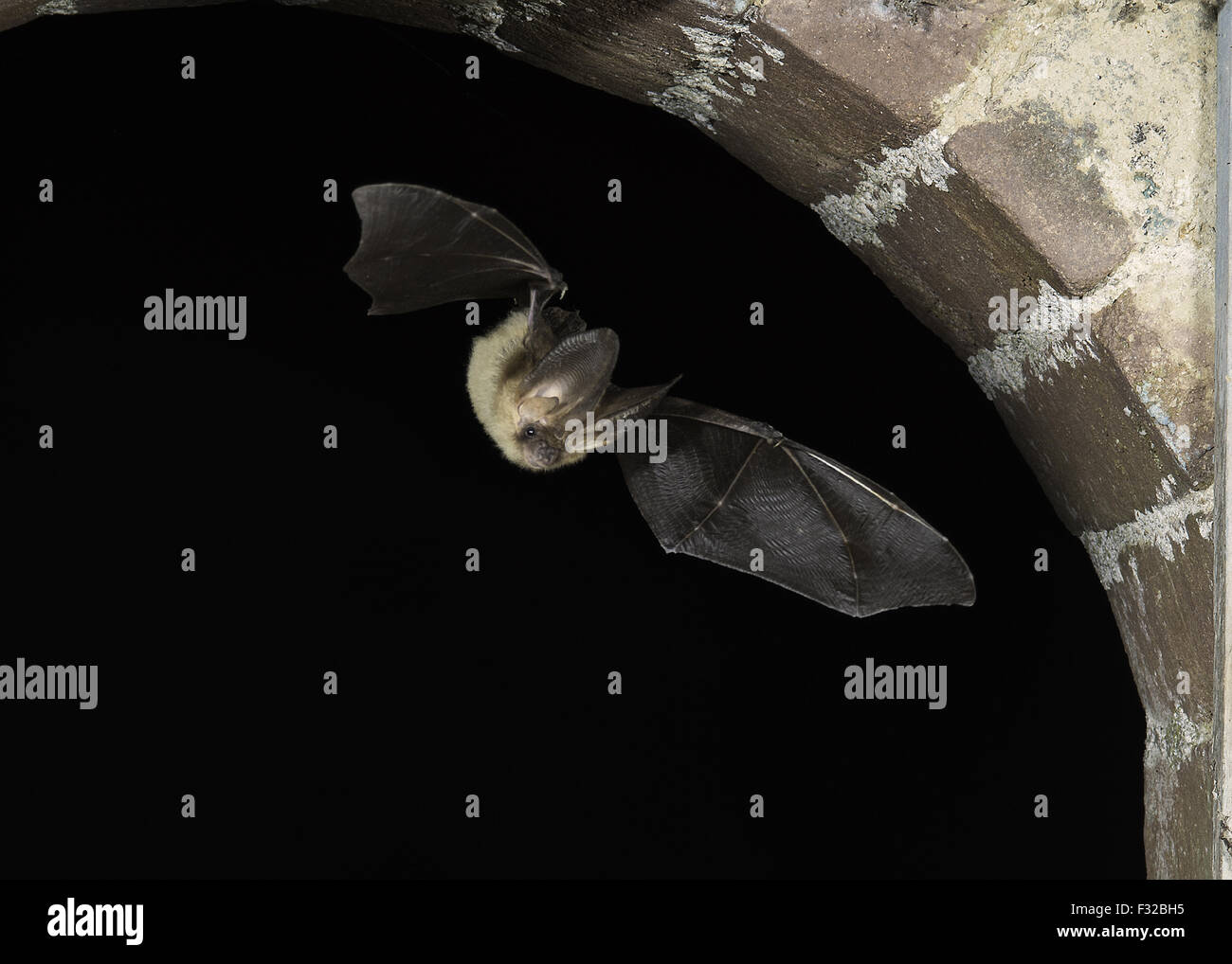 Grey Long-eared Bat (Plecotus austriacus) adult, in flight through barn ...
