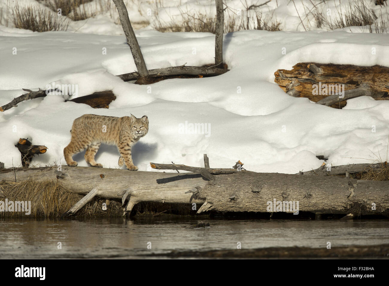 Bobcat on a log hi-res stock photography and images - Alamy