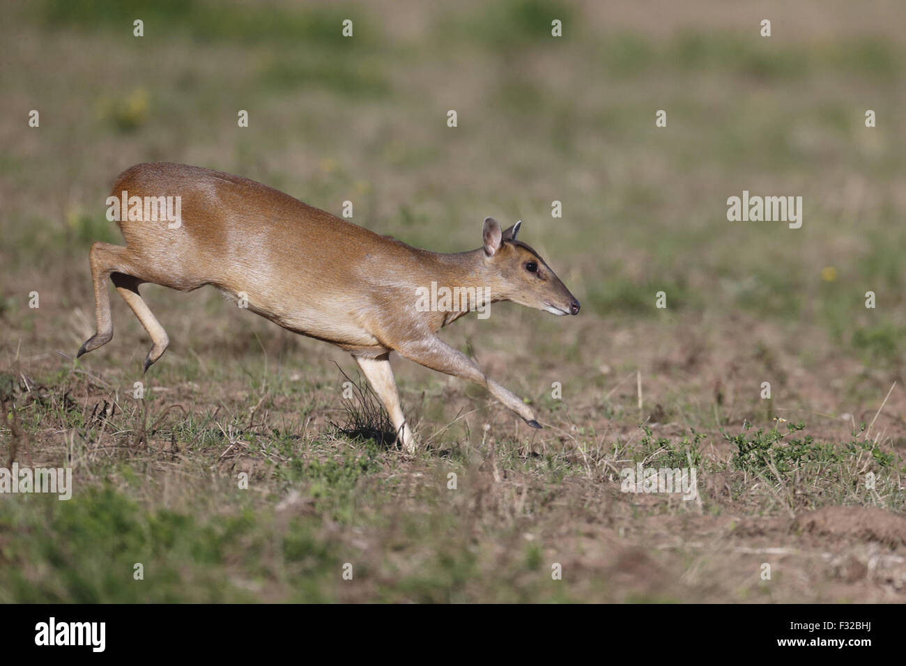 Chinese Muntjac (Muntiacus reevesi) introduced species, adult female ...