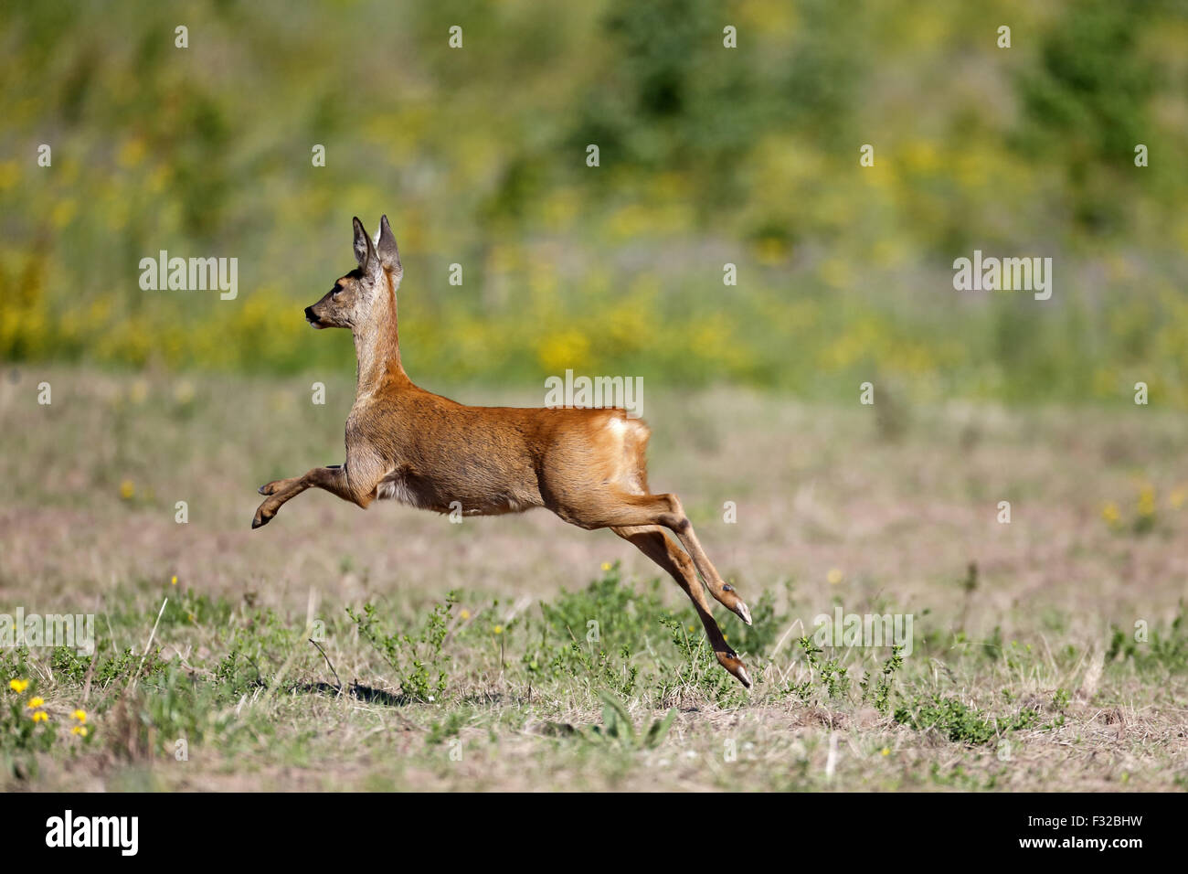 Female roe deer uk running hi-res stock photography and images - Alamy