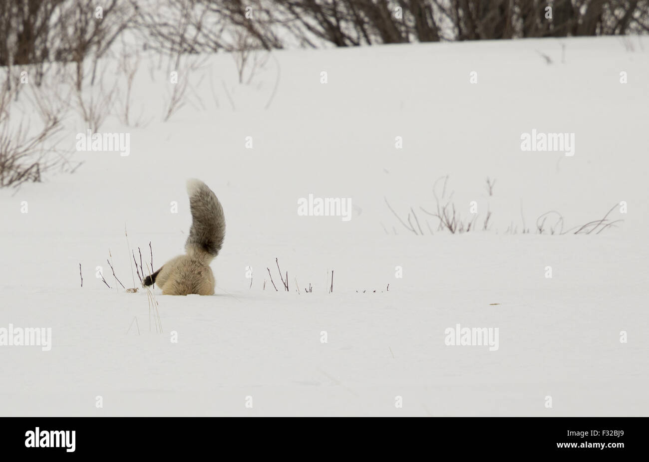 Red fox jumping on prey hi-res stock photography and images - Alamy