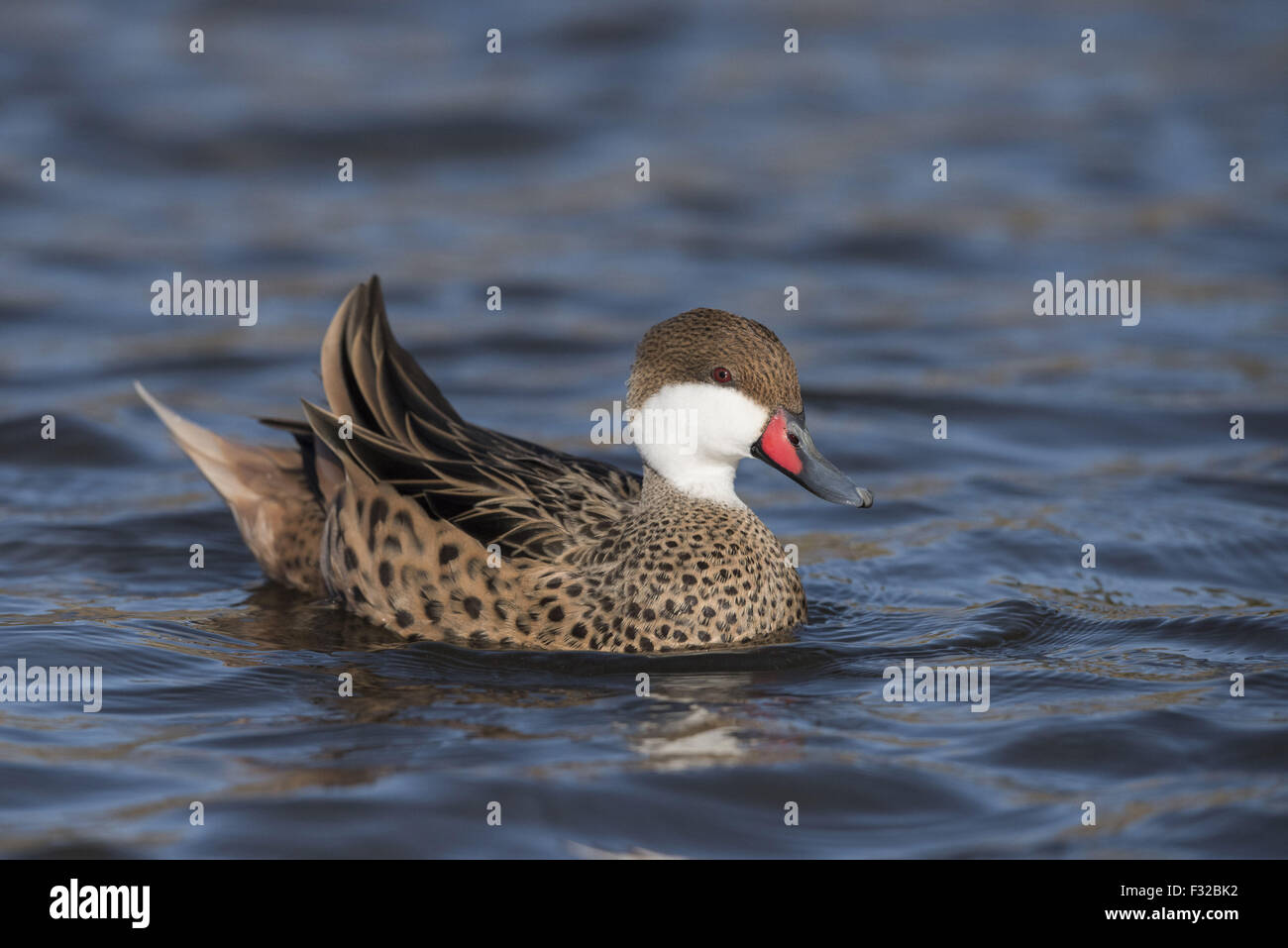 Red billed teal swimming hi-res stock photography and images - Alamy