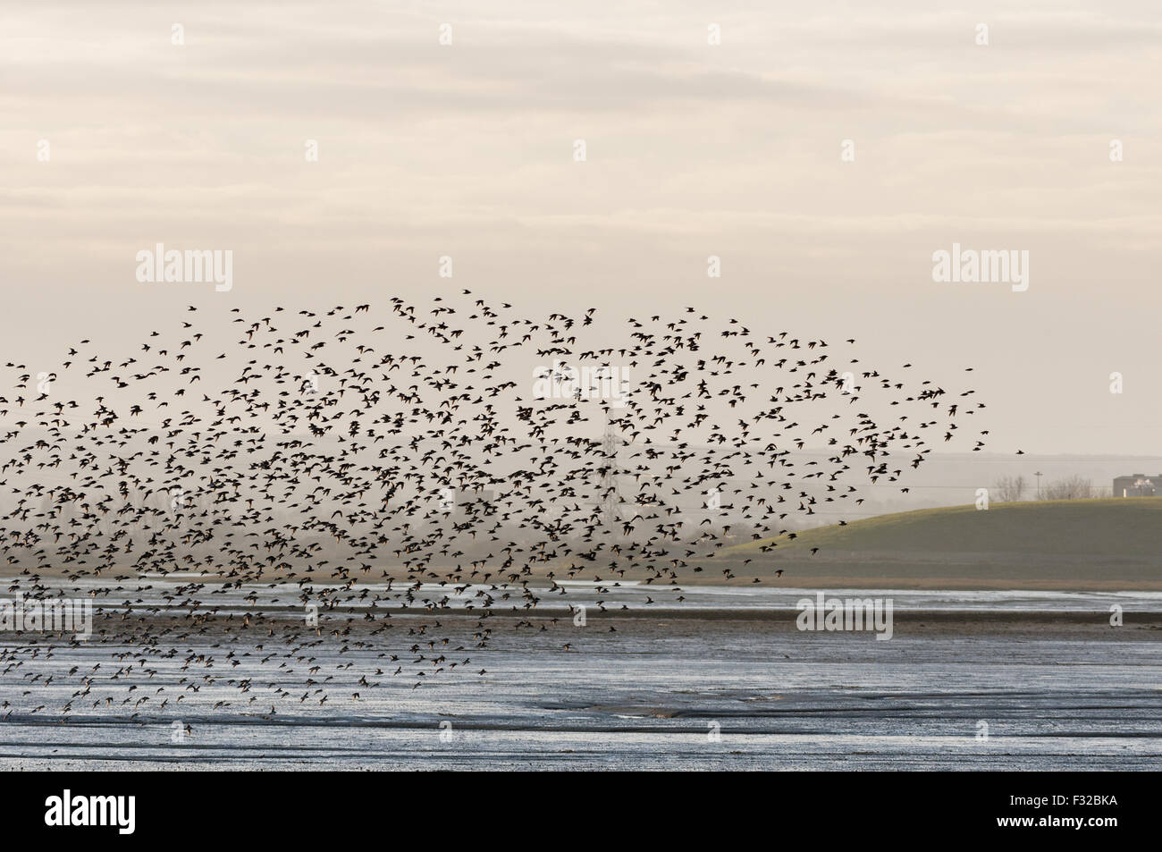 Swale estuary birds hi-res stock photography and images - Alamy