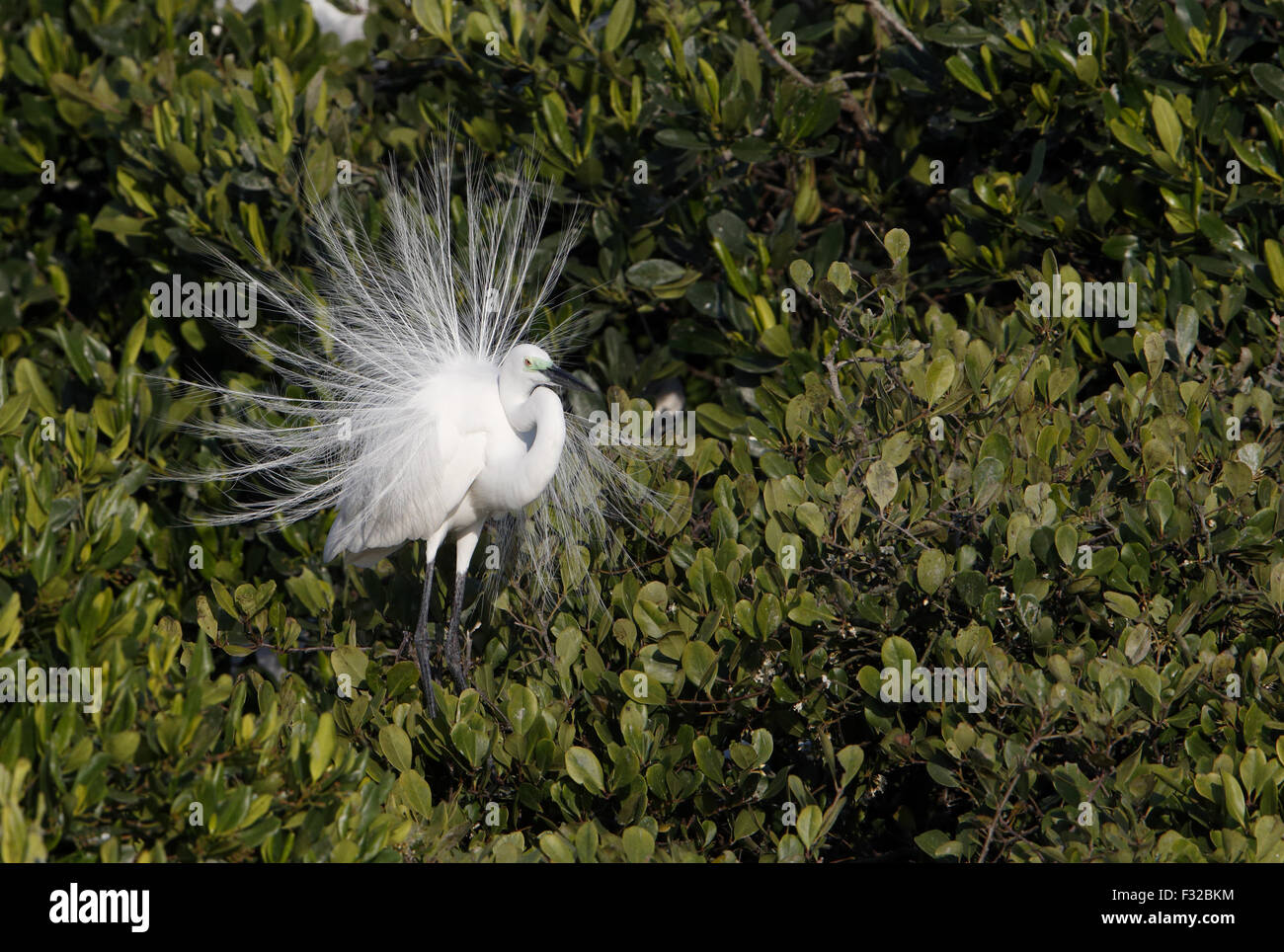 Eastern Great Egret (Ardea alba modesta) adult, breeding plumage ...