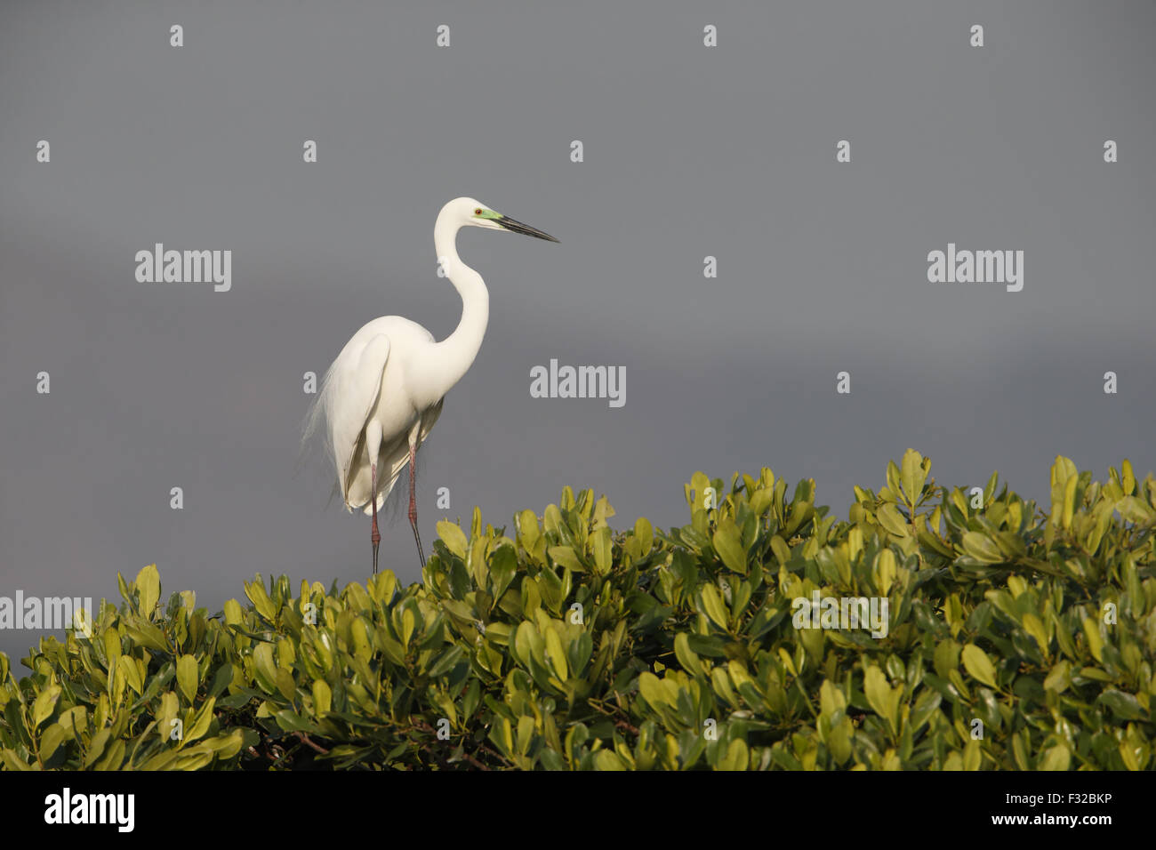 Eastern Great Egret (Ardea alba modesta) adult, breeding plumage ...