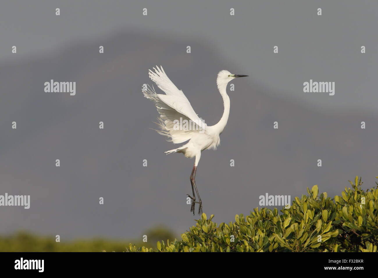 Eastern Great Egret (Ardea alba modesta) adult, breeding plumage, in ...