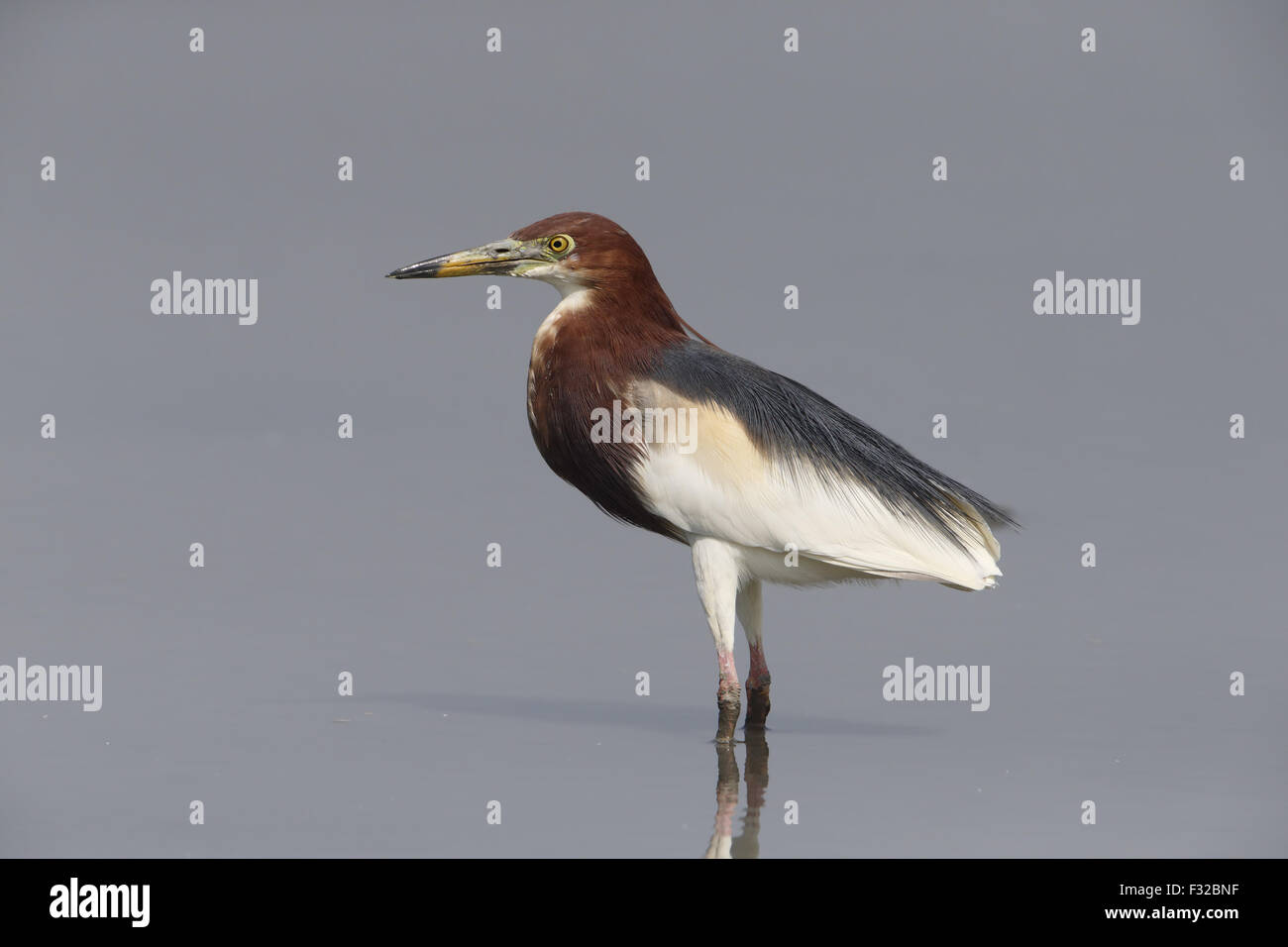Chinese Pond-heron (Ardeola bacchus) adult, breeding plumage, standing ...