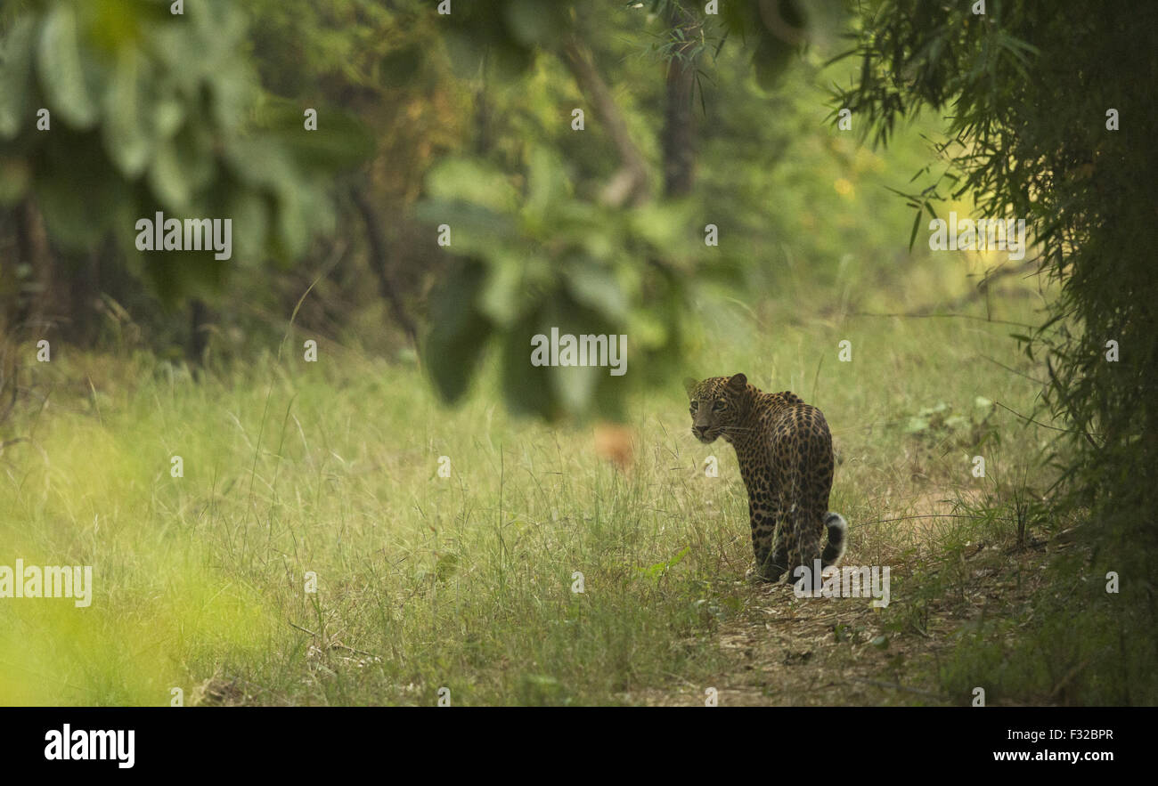 Indian Leopard (Panthera pardus fusca) adult, looking over shoulder ...