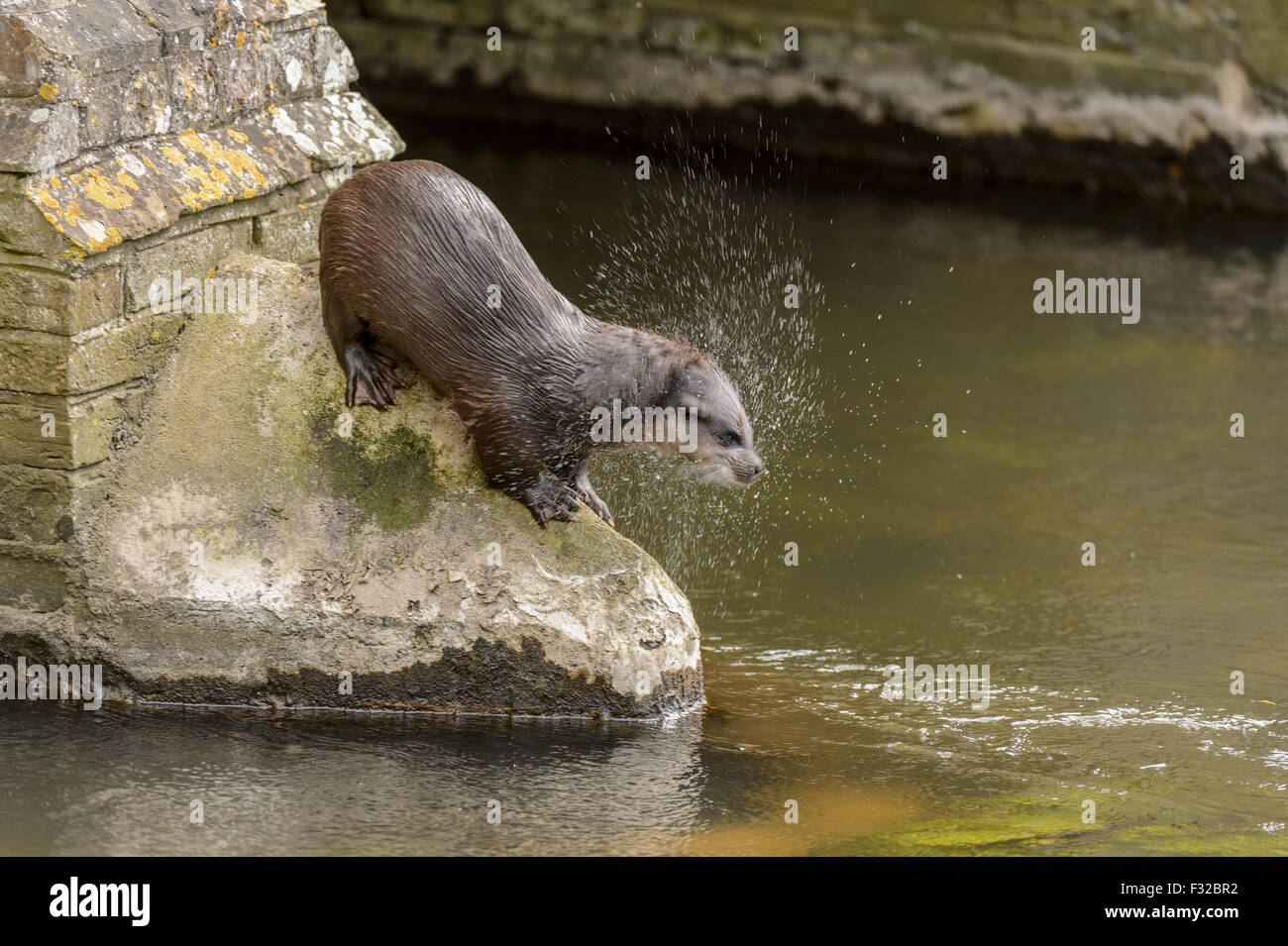 Male otter animal uk river hi-res stock photography and images - Alamy