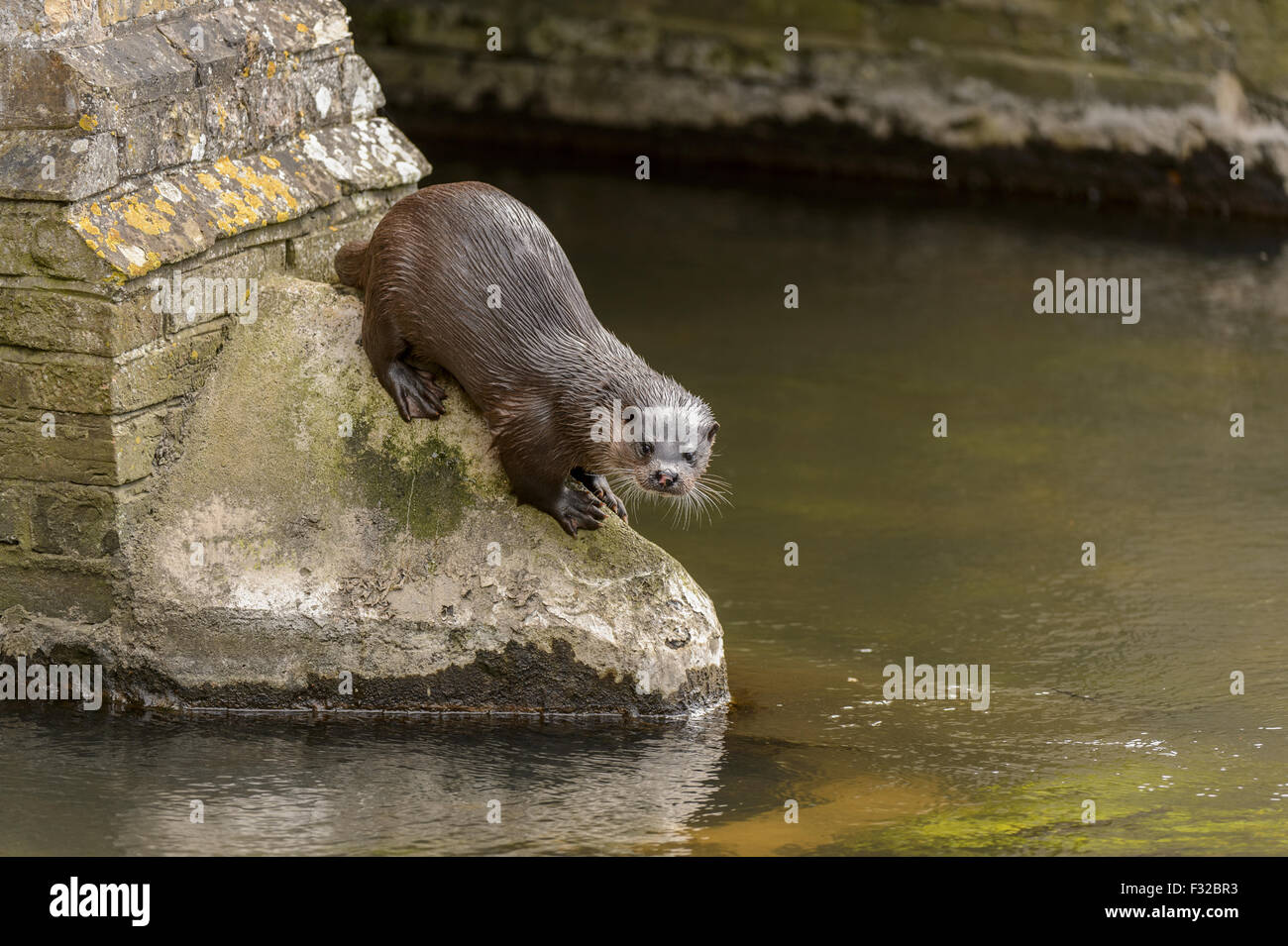 European Otter (Lutra lutra) adult male, standing on bridge in town ...