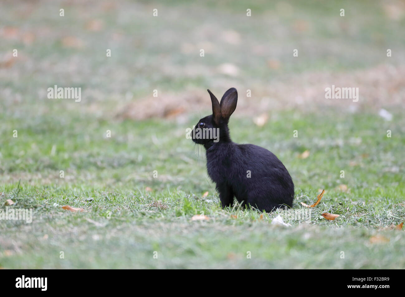 European Rabbit (Oryctolagus cuniculus) melanistic form, adult, sitting ...