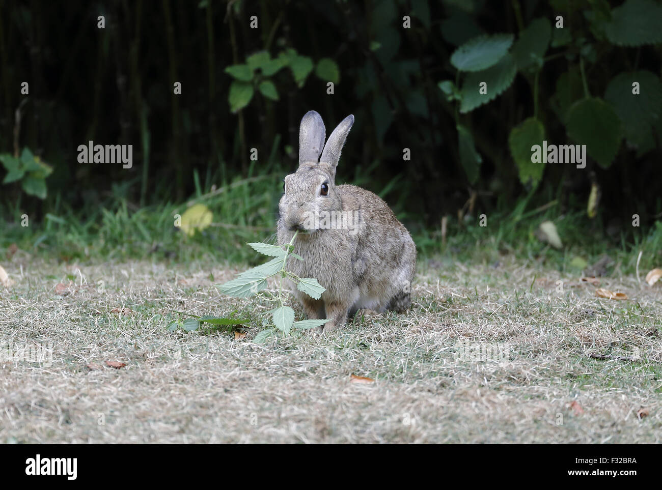 European Rabbit (Oryctolagus cuniculus) adult, feeding on Stinging ...