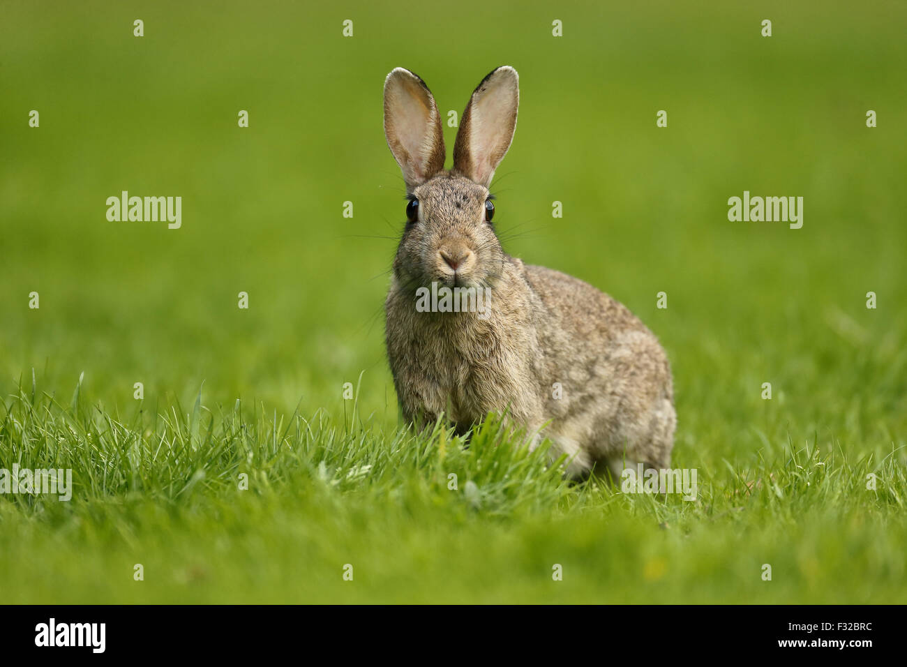 European Rabbit (Oryctolagus cuniculus) adult, standing on grass ...