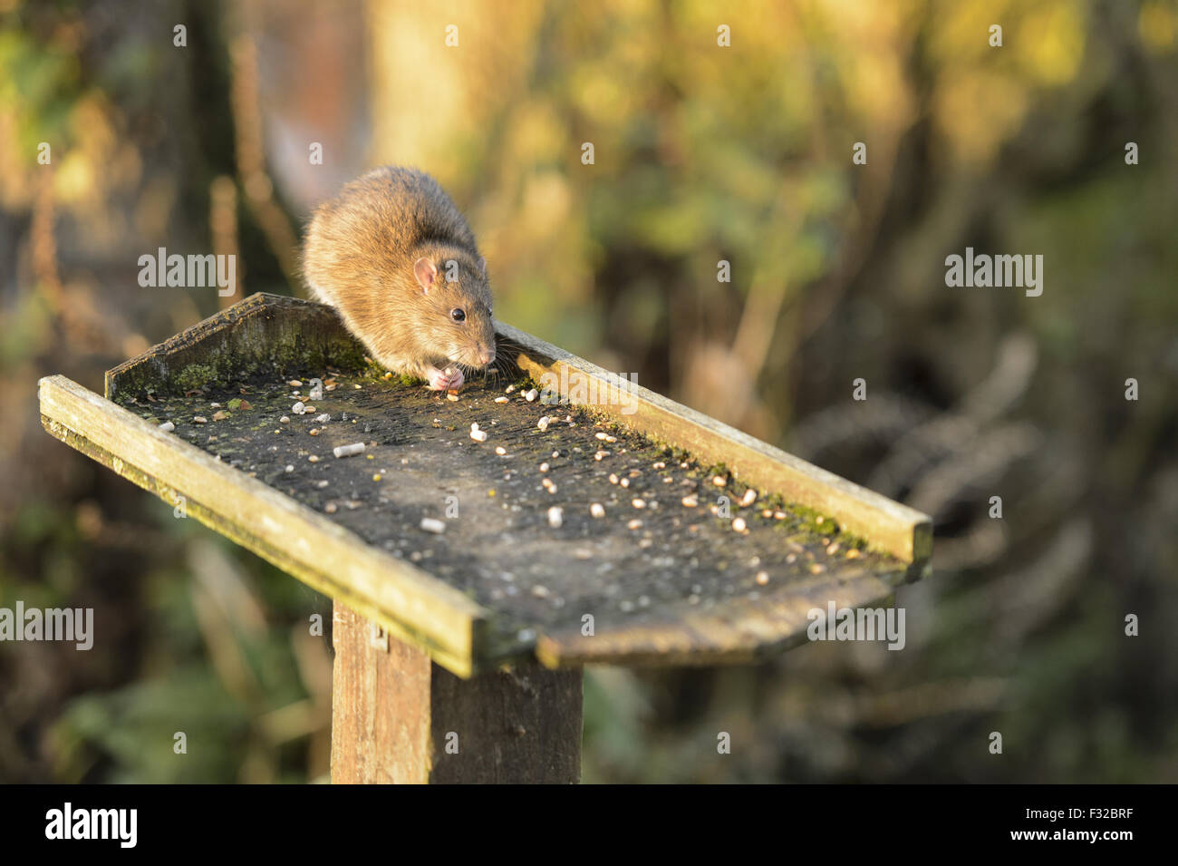Brown rats rattus norvegicus scavenging hi-res stock photography and ...