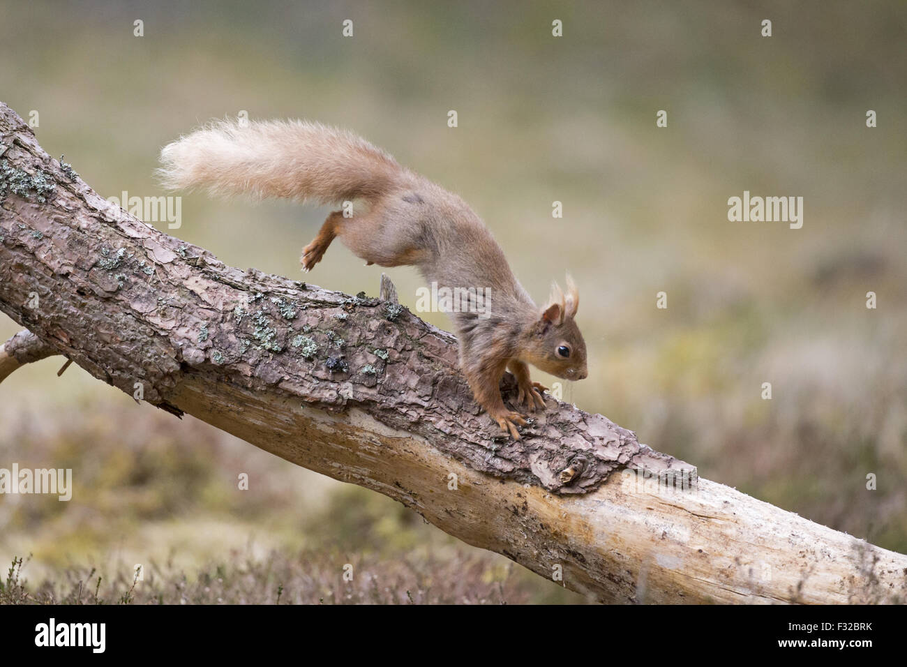 Eurasian Red Squirrel (Sciurus vulgaris) adult, running along branch ...