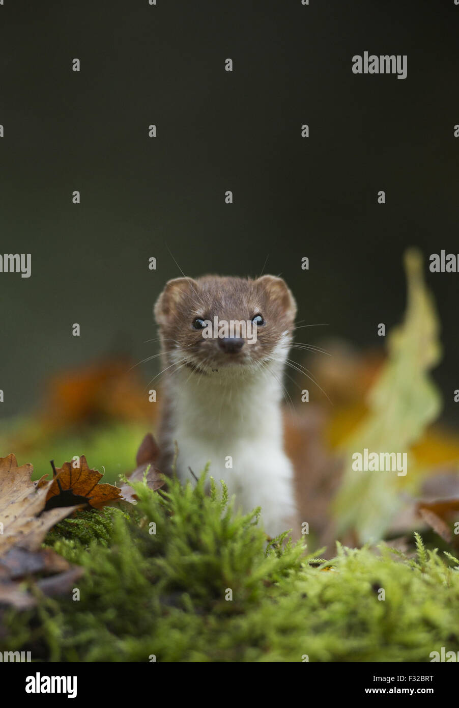 Weasel (Mustela nivalis) adult, on woodland floor, Sheffield, South ...