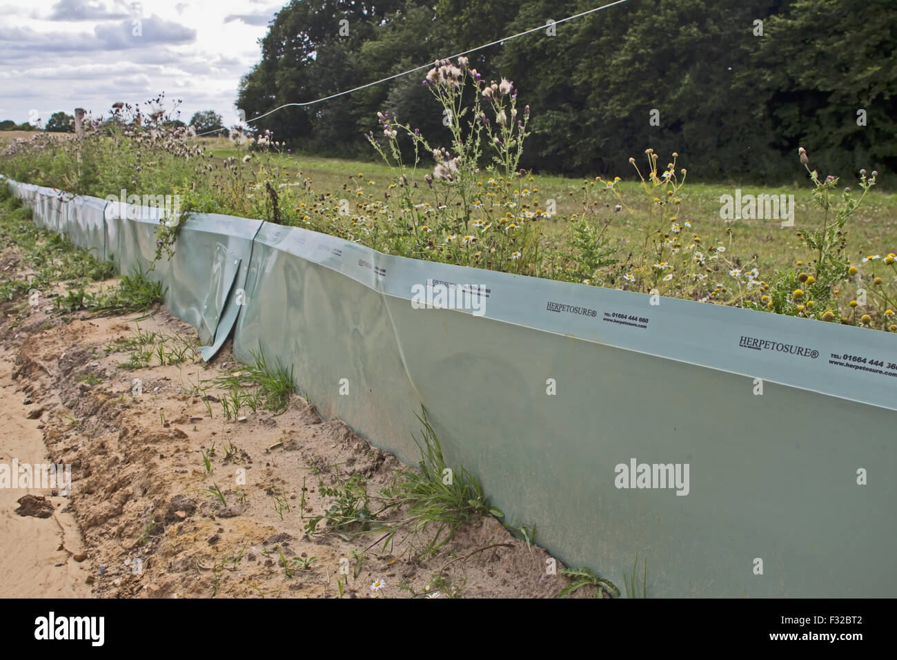 Great Crested Newt (Triturus cristatus) conservation, plastic barrier ...
