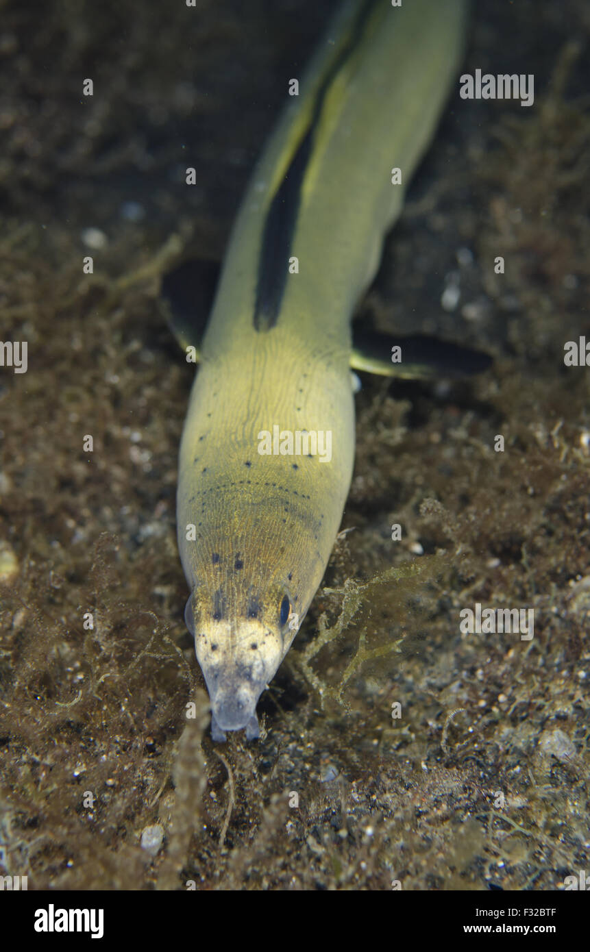 Highfin Snake-eel (Ophichthus altipennis) adult, close-up of head, free ...