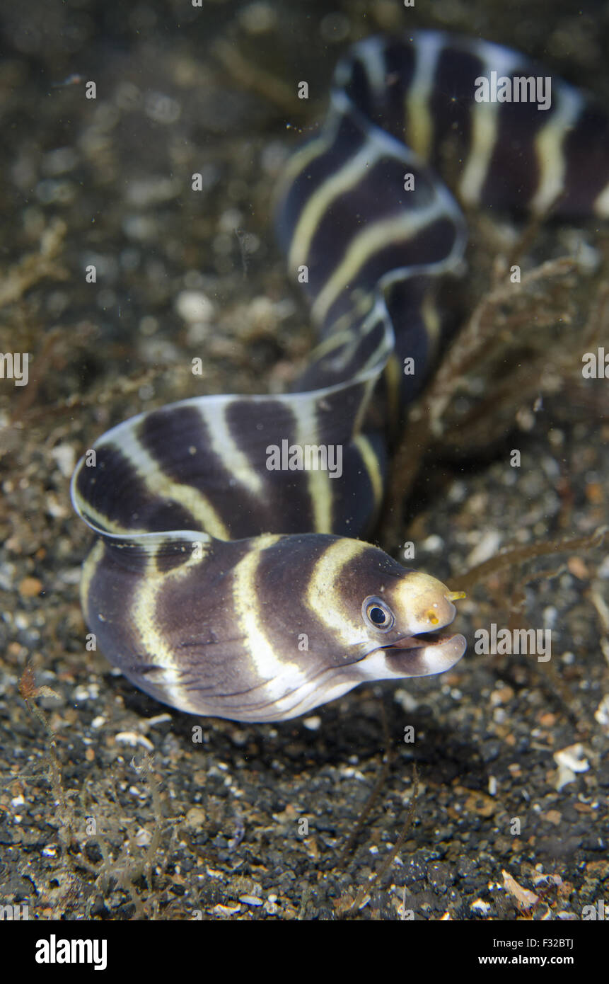 Barred Moray Eel (Echidna polyzona) adult, free-swimming on seabed at ...
