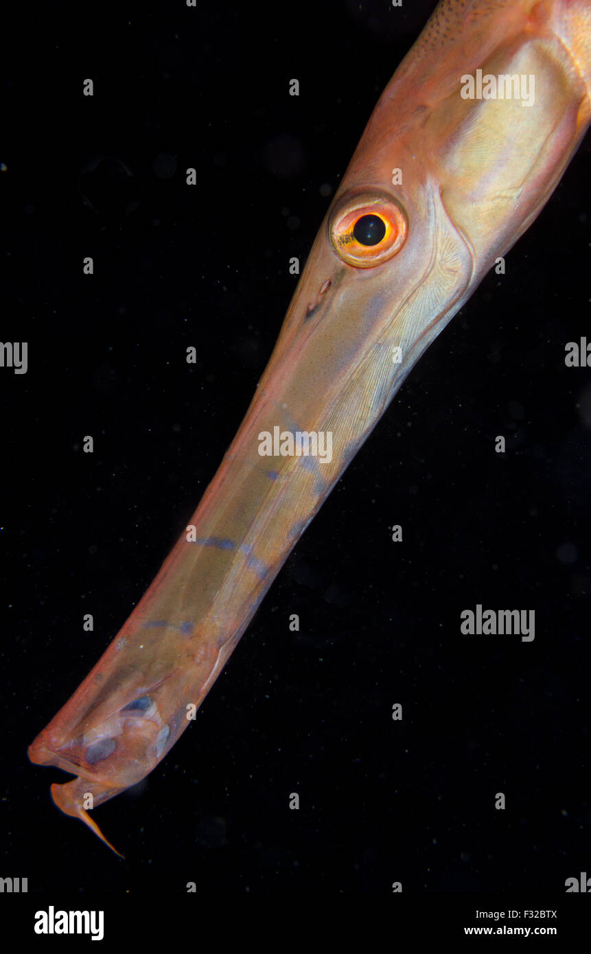 Chinese Trumpetfish (Aulostomus chinensis) adult, close-up of head, at ...