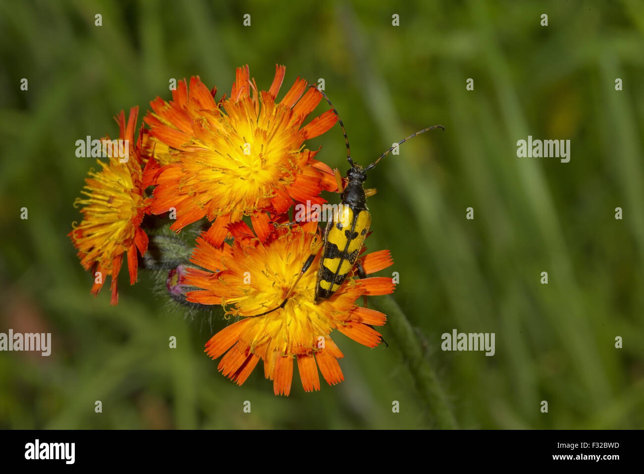 Spotted Longhorn (Rutpela maculata) adult, resting on Orange Hawkbit ...