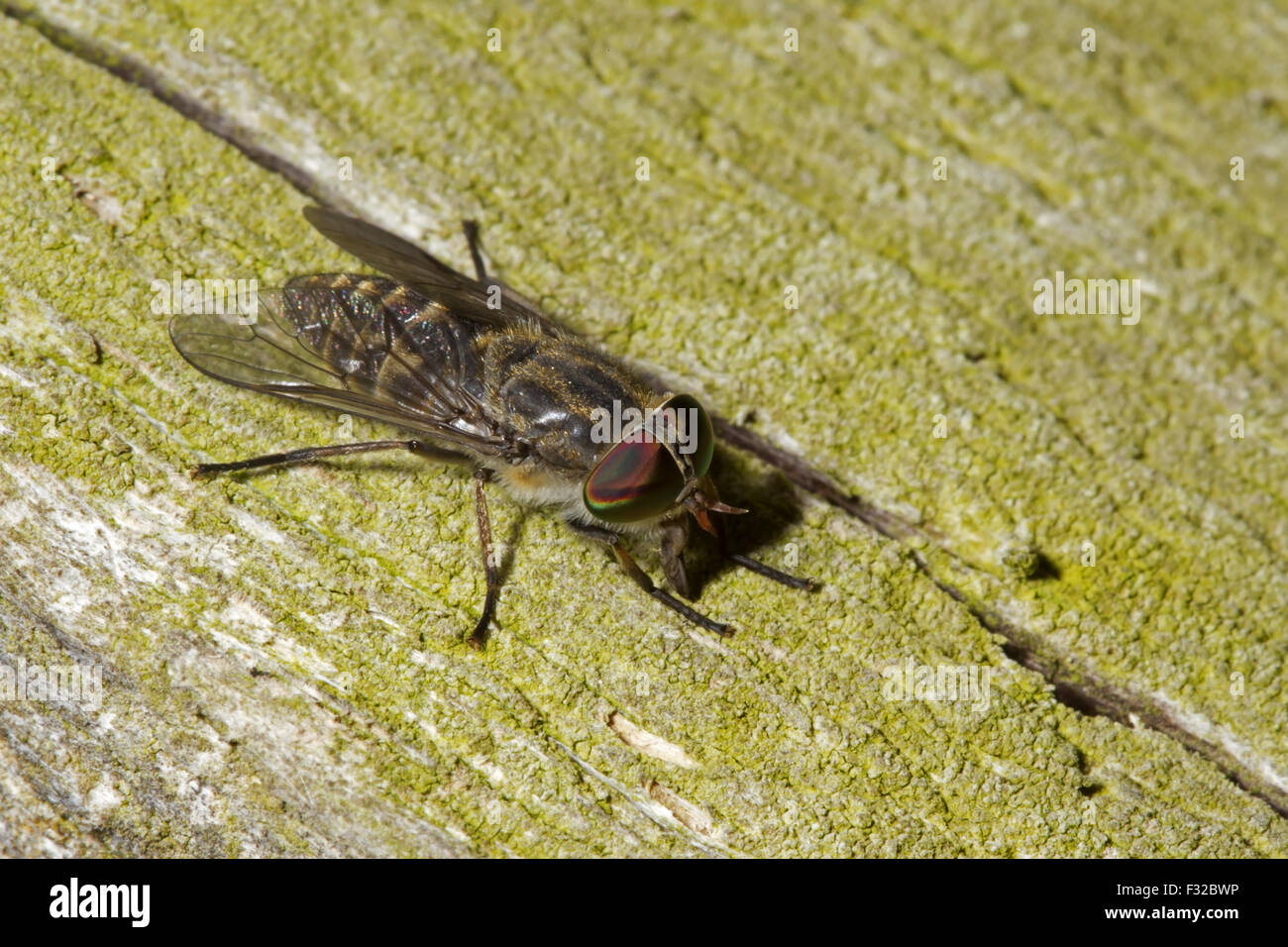 Large marsh horsefly tabanus autumnalis hi-res stock photography and ...