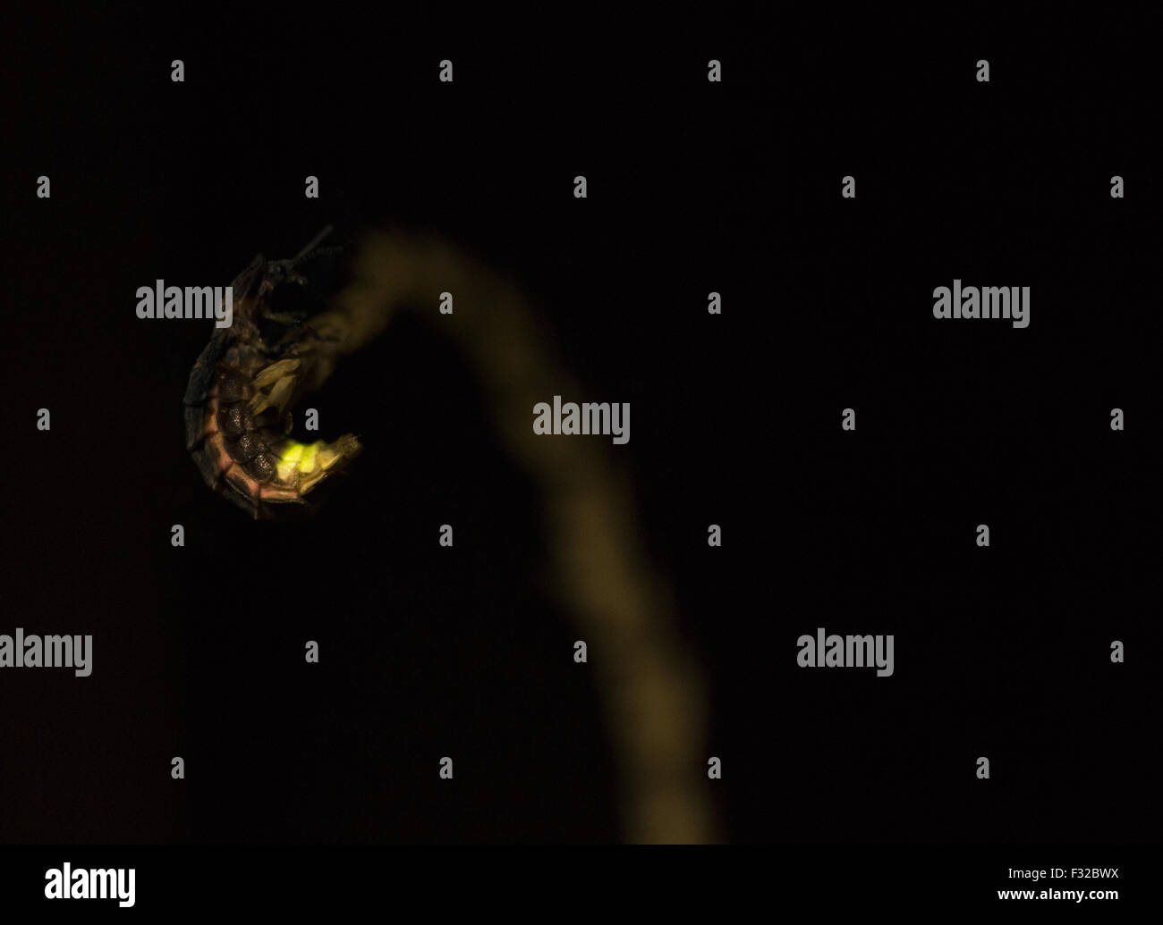 Common Glow-worm (Lampyris noctiluca) adult female, glowing, displaying ...