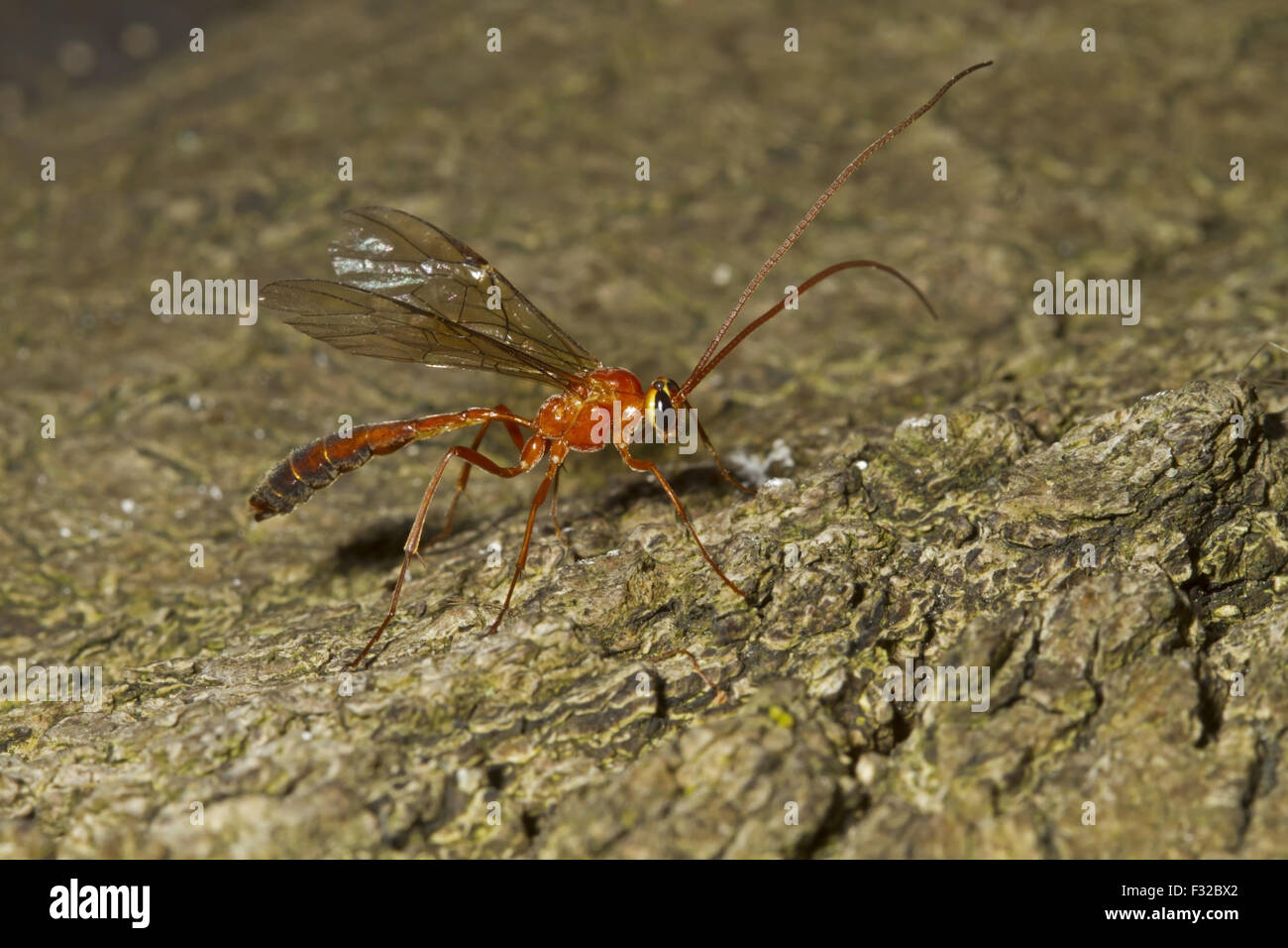 Ophion luteus hi-res stock photography and images - Alamy