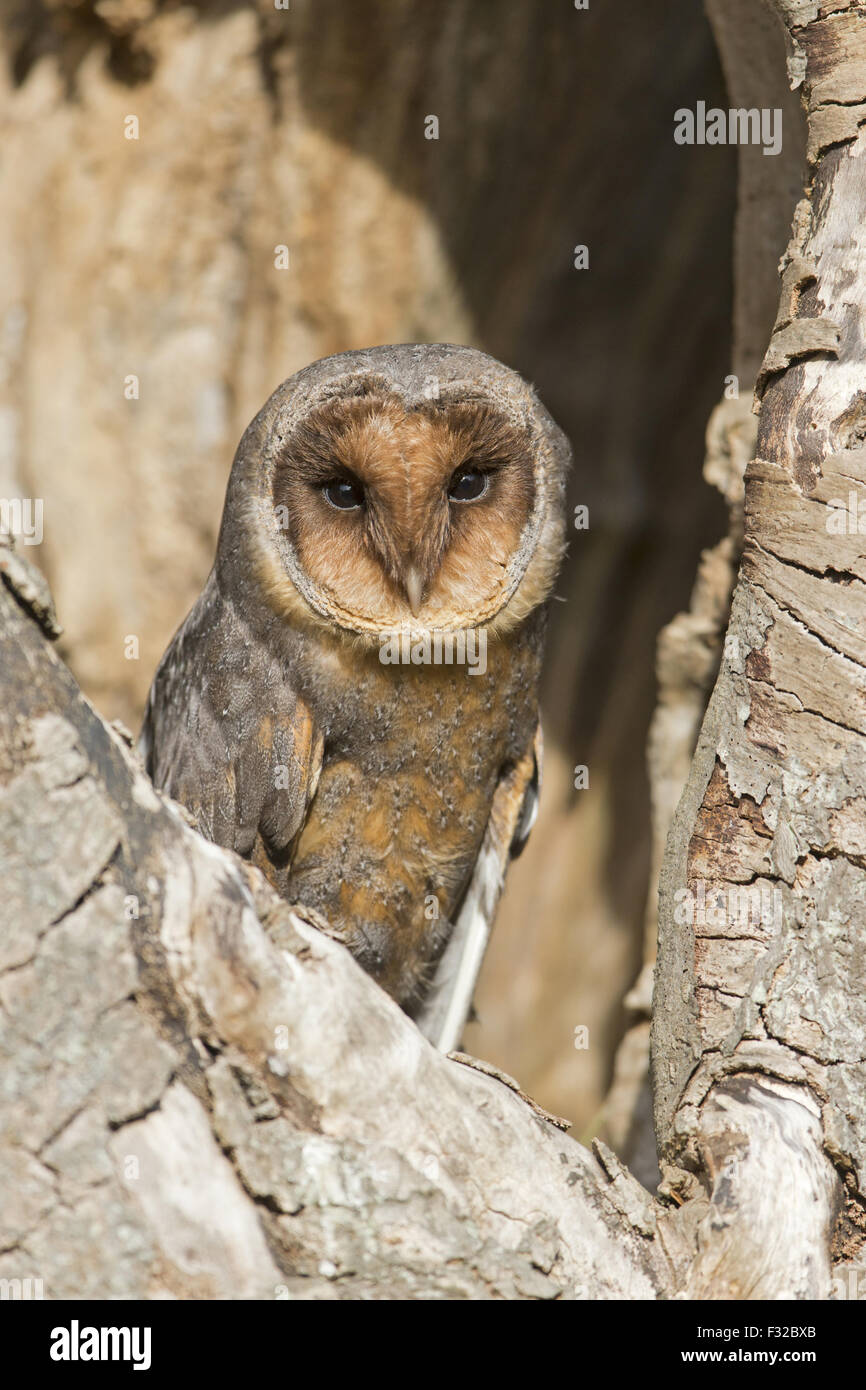 English barn owl in tree hi-res stock photography and images - Alamy