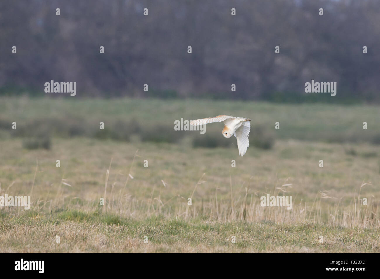 Barn Owl (Tyto alba) adult, in flight over grazing marsh, diving onto ...