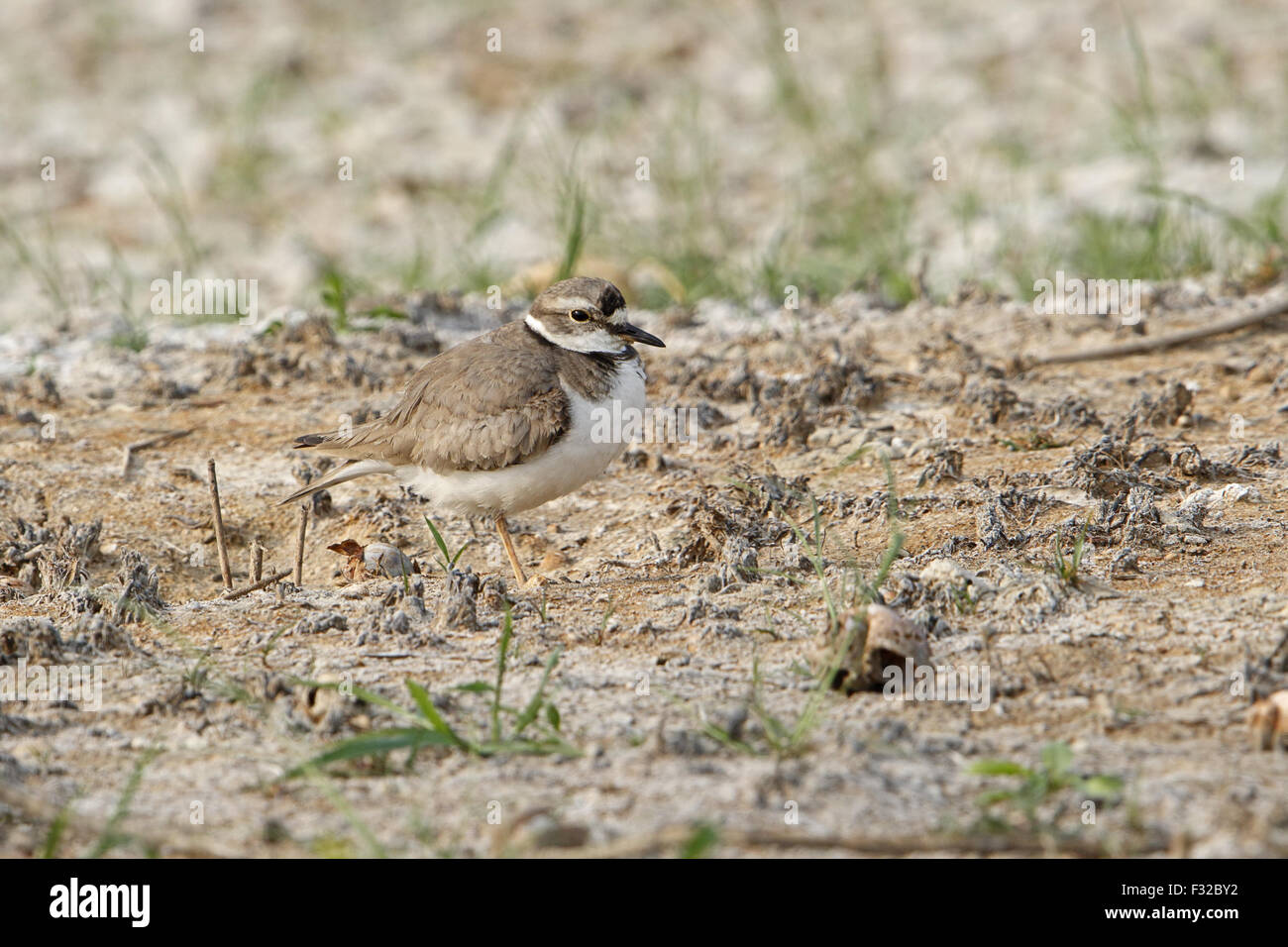 Long-billed Plover (Charadrius placidus) adult, non-breeding plumage ...