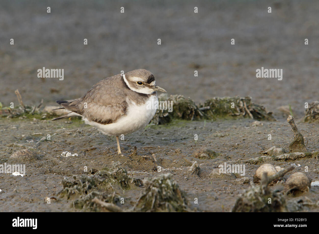 Charadrius placidus hi-res stock photography and images - Alamy